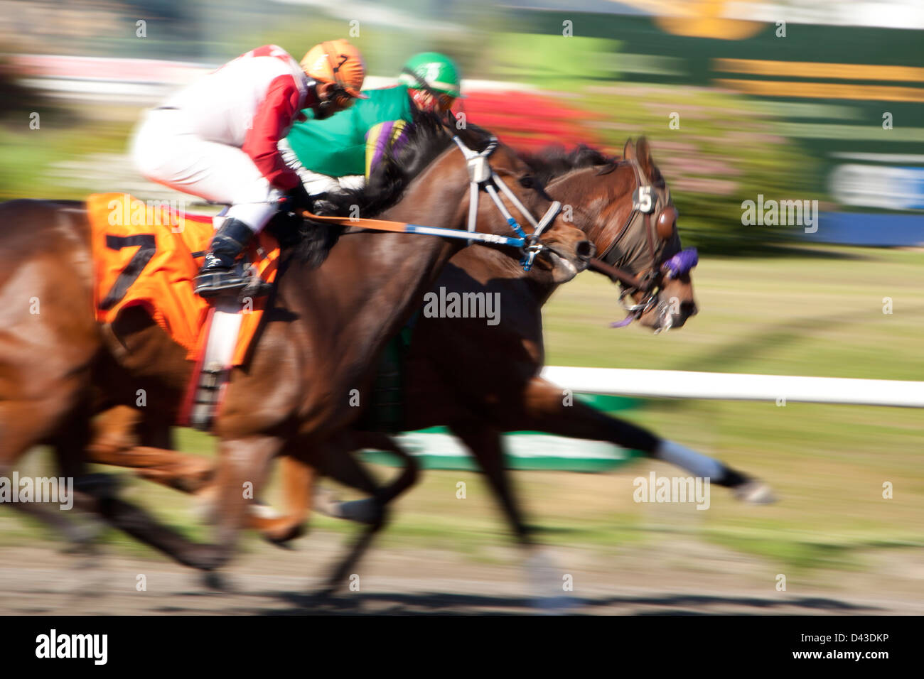Horses racing, neck and neck towards the finish line Stock Photo - Alamy