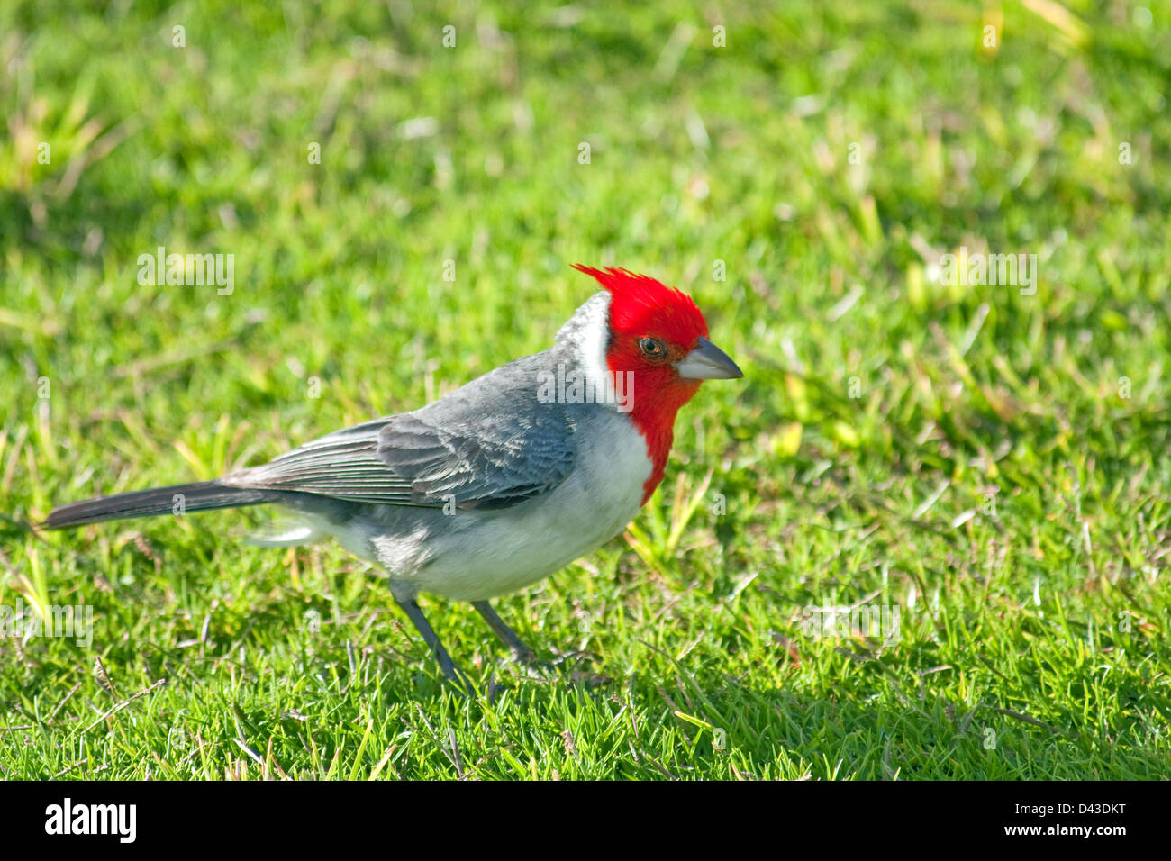 Hawaiian cardinal hi-res stock photography and images - Alamy