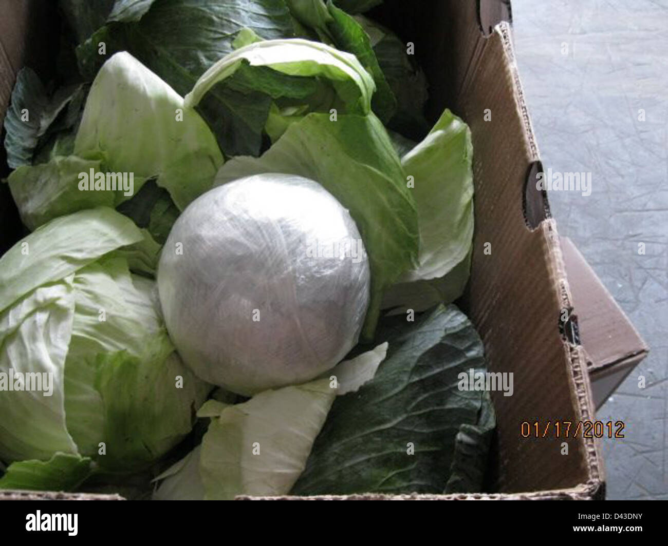 Texas CBP Officers Seize $3.7 Million in Marijuana Disguised as Cabbage ...