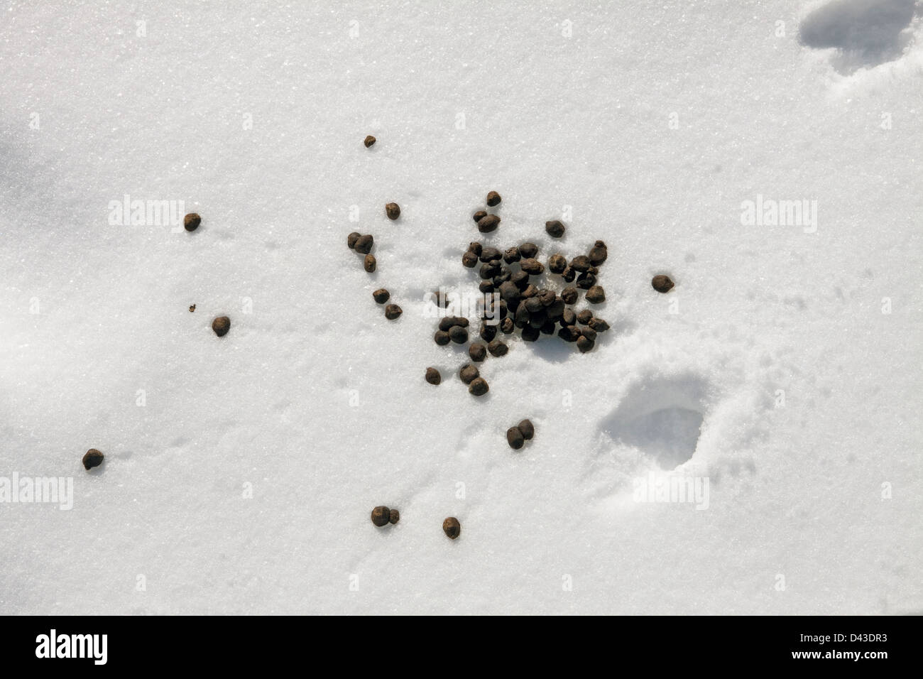Fresh droppings or feces of White-tailed Deer Odocoileus virginianus ...