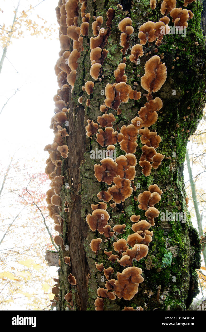 Turkey Tail fungus on decaying tree trunk, deciduous forest E USA Stock ...