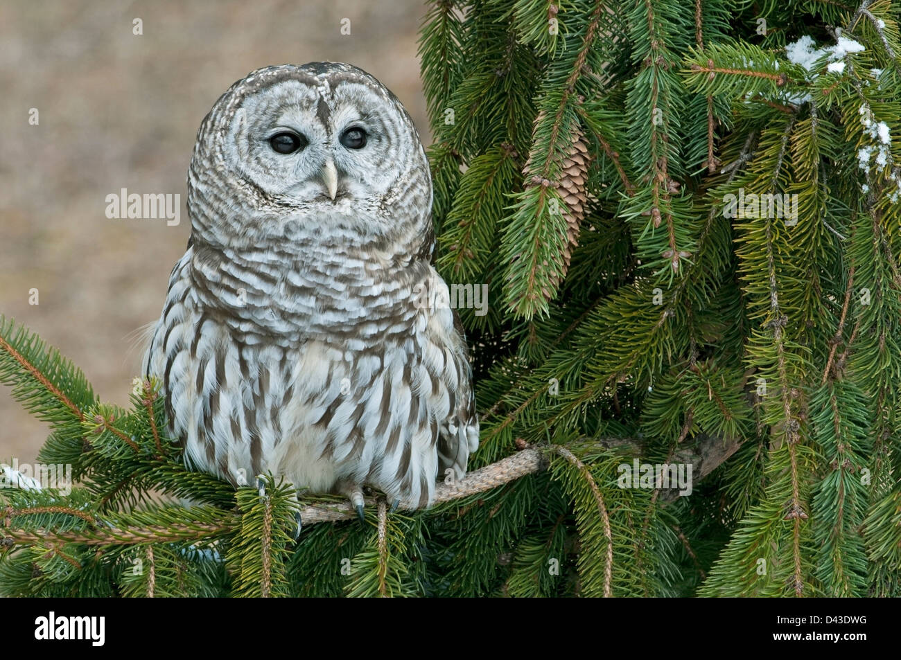 Barred Owl (Strix varia) sitting in Spruce tree E USA Stock Photo - Alamy