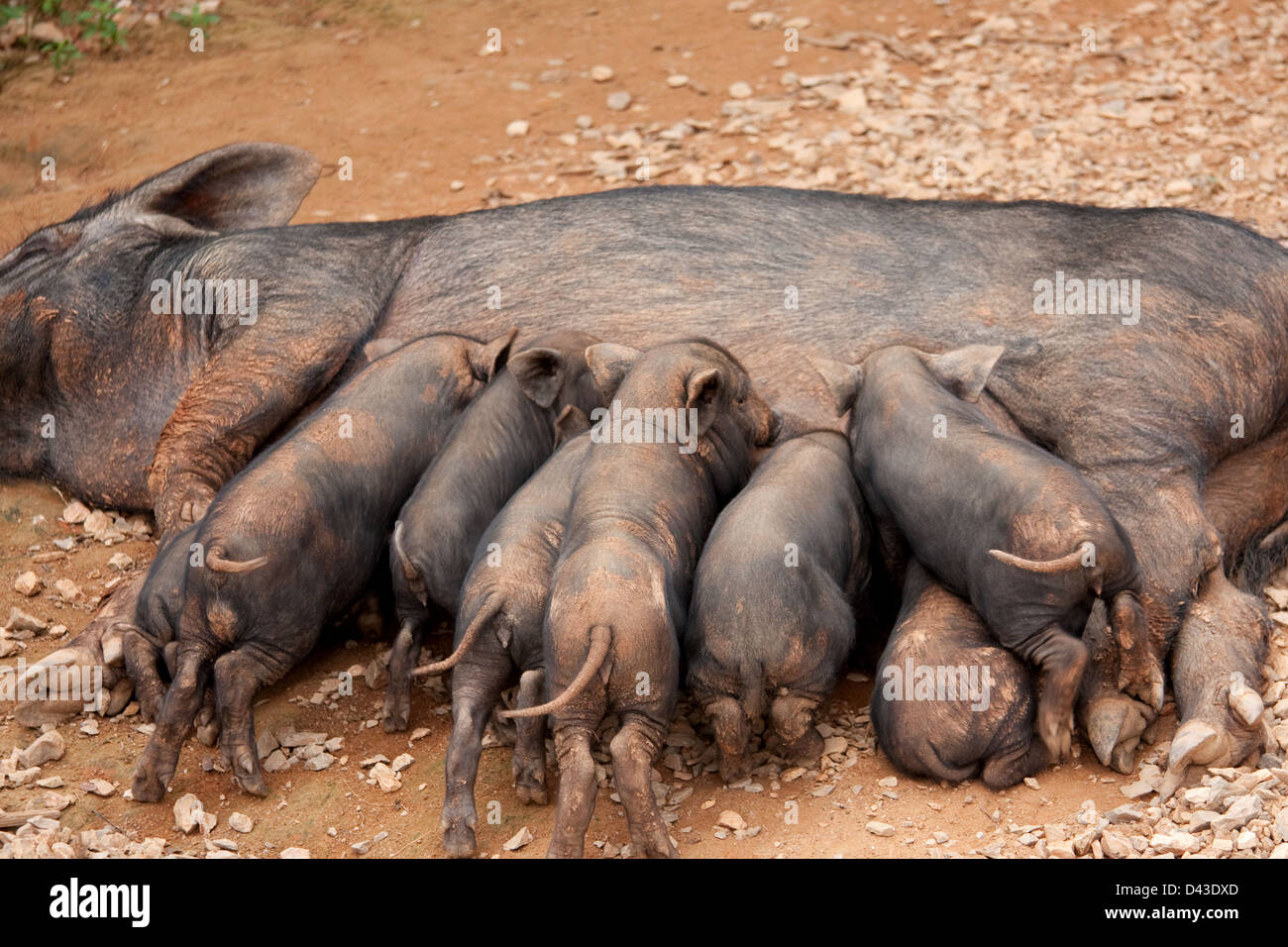 Black sow nursing her piglets Stock Photo - Alamy