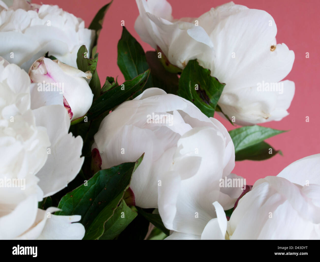 Peony or paeony have compound, deeply lobed leaves, and large, often ...