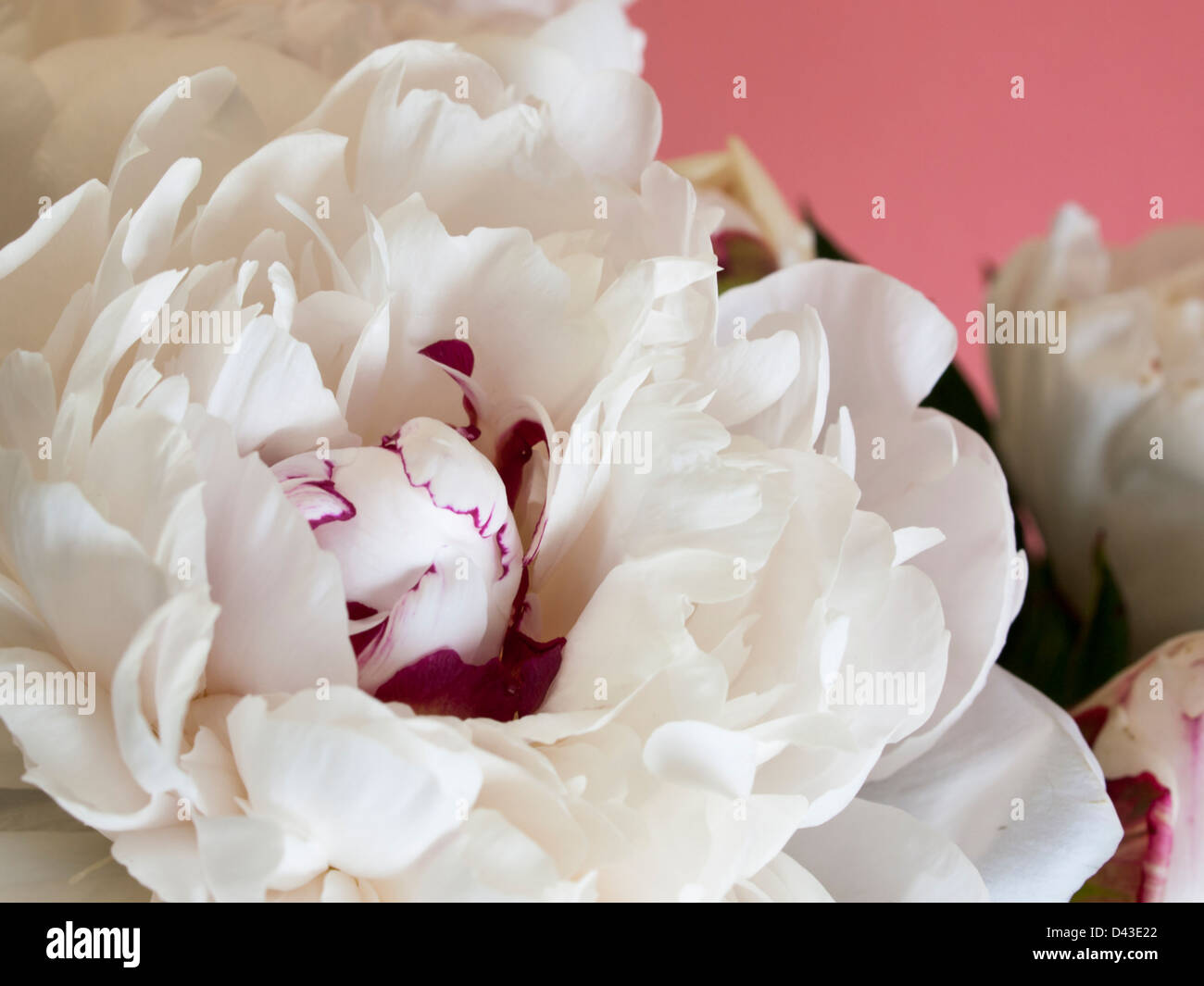 Peony or paeony have compound, deeply lobed leaves, and large, often ...