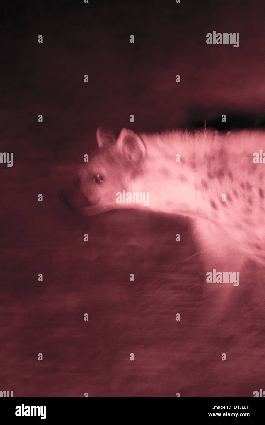 A Spotted Hyena ghosts through the darkness in Etosha National Park ...
