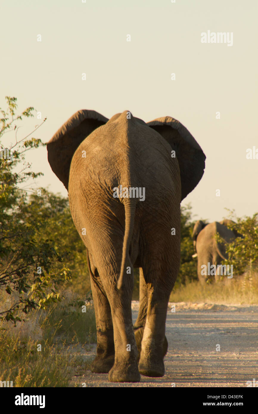 Elephants following a track hi-res stock photography and images - Alamy