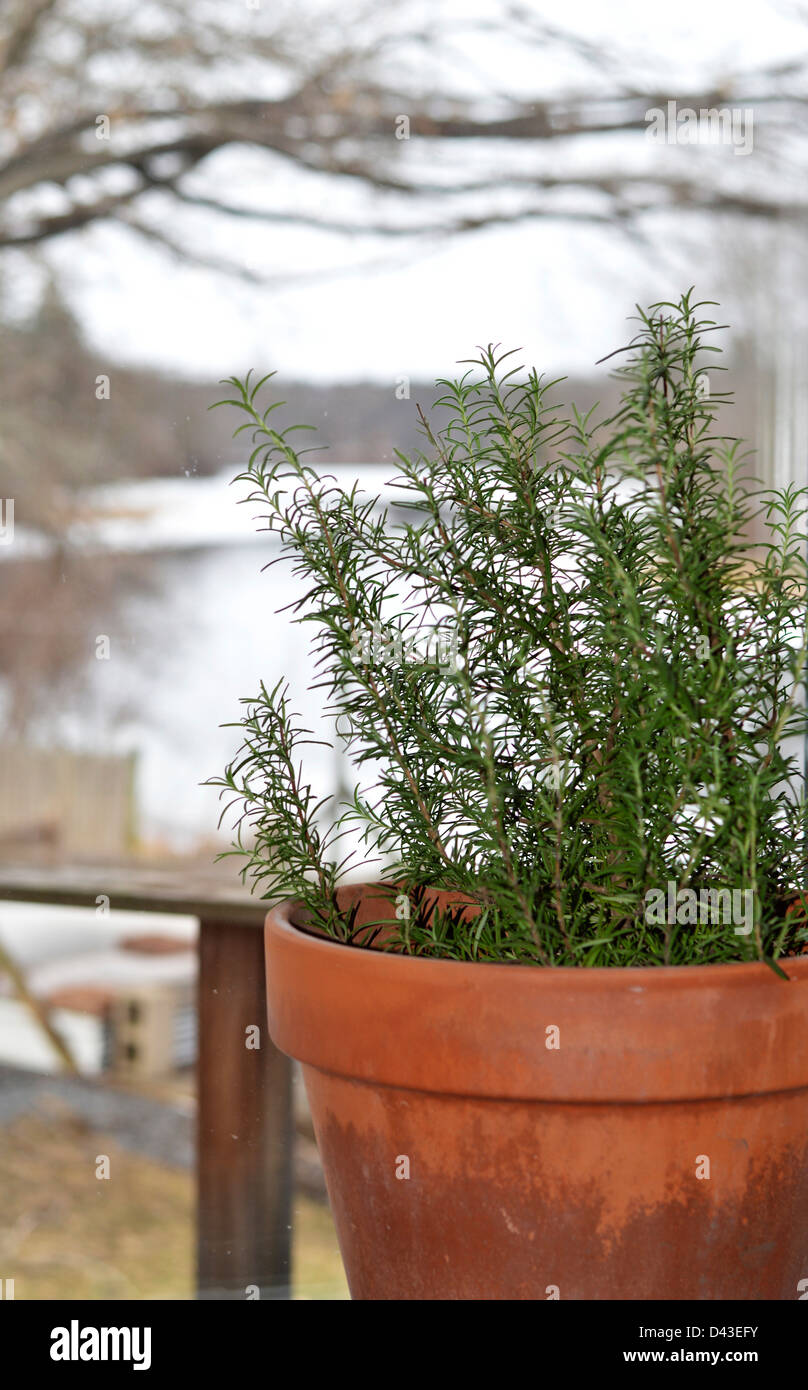 Potted rosemary plant in window overlooking yard with pond Stock Photo ...