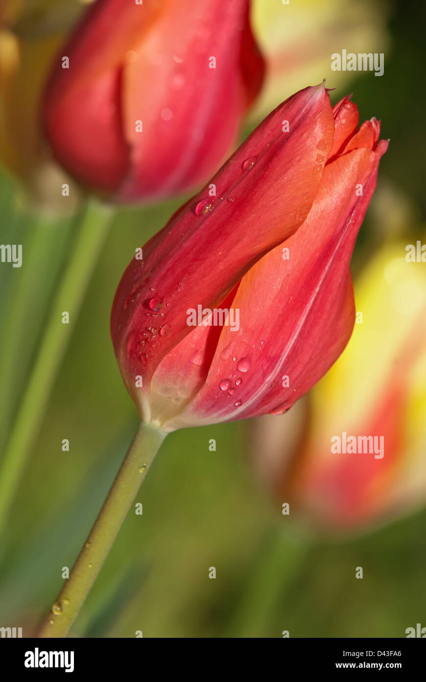 Blooming spring tulip with morning dew Stock Photo - Alamy