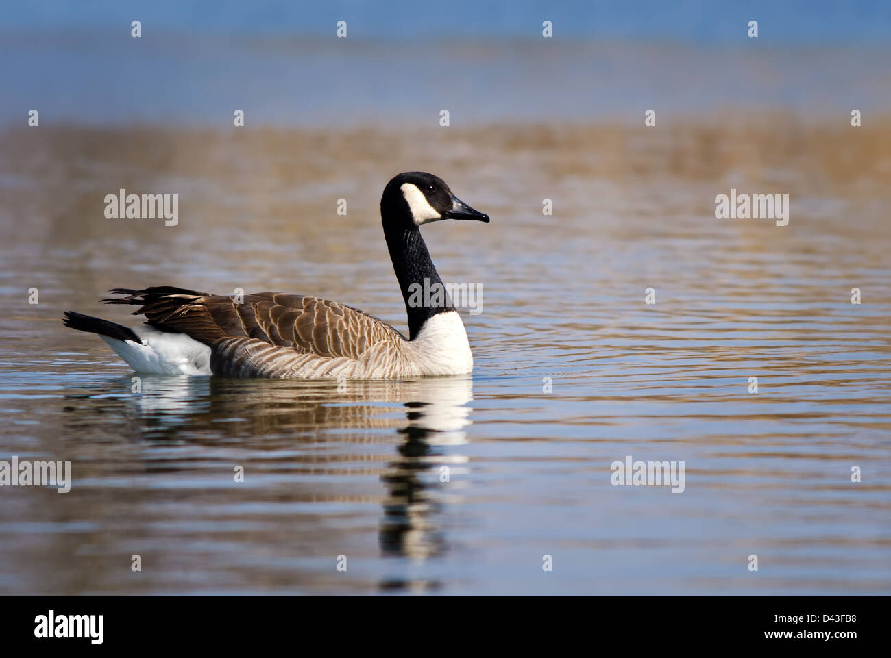 Canada Goose (Branta canadensis) swimming in the lake Stock Photo - Alamy