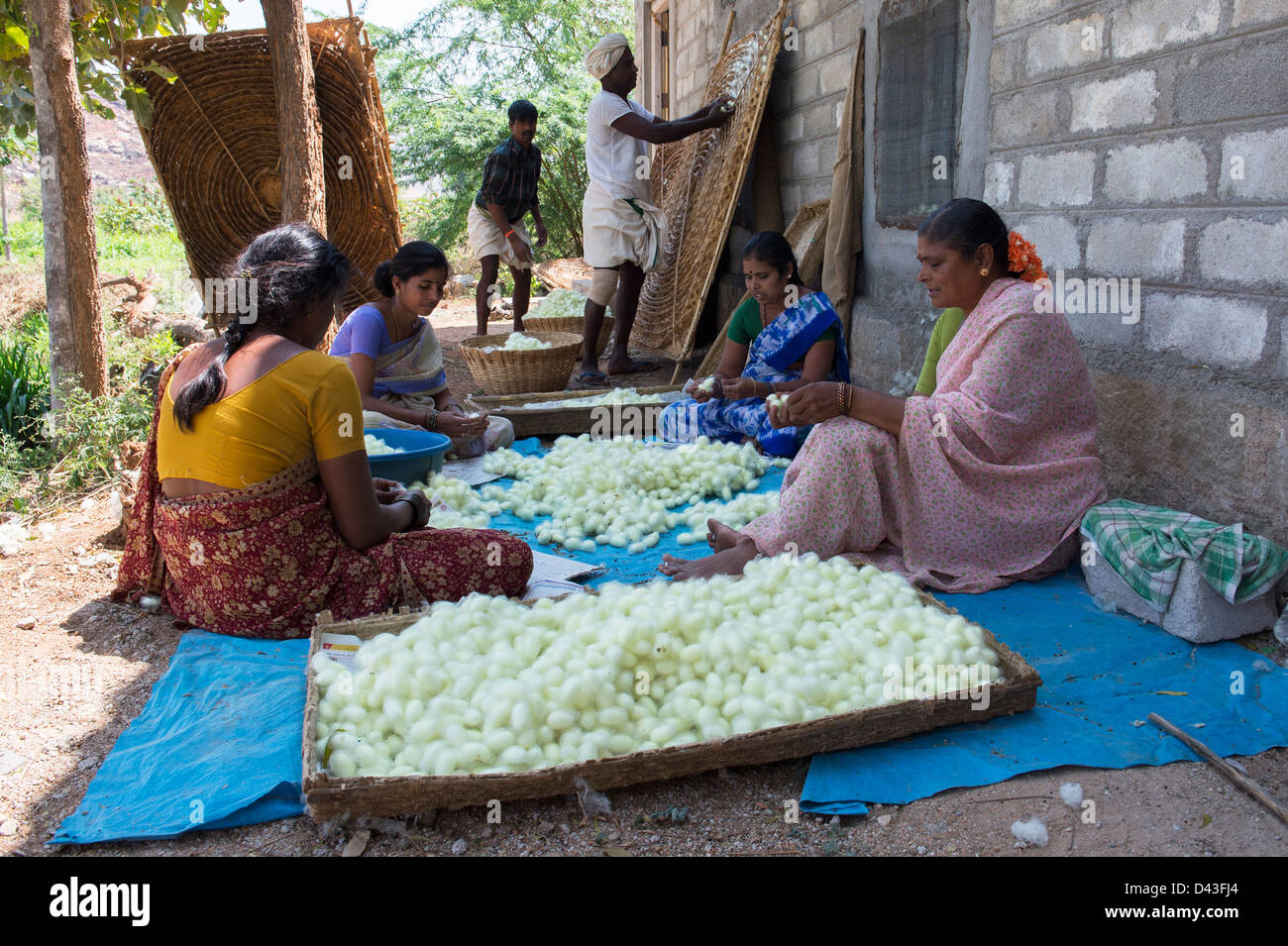 Farming silk from silkworms hi-res stock photography and images - Alamy