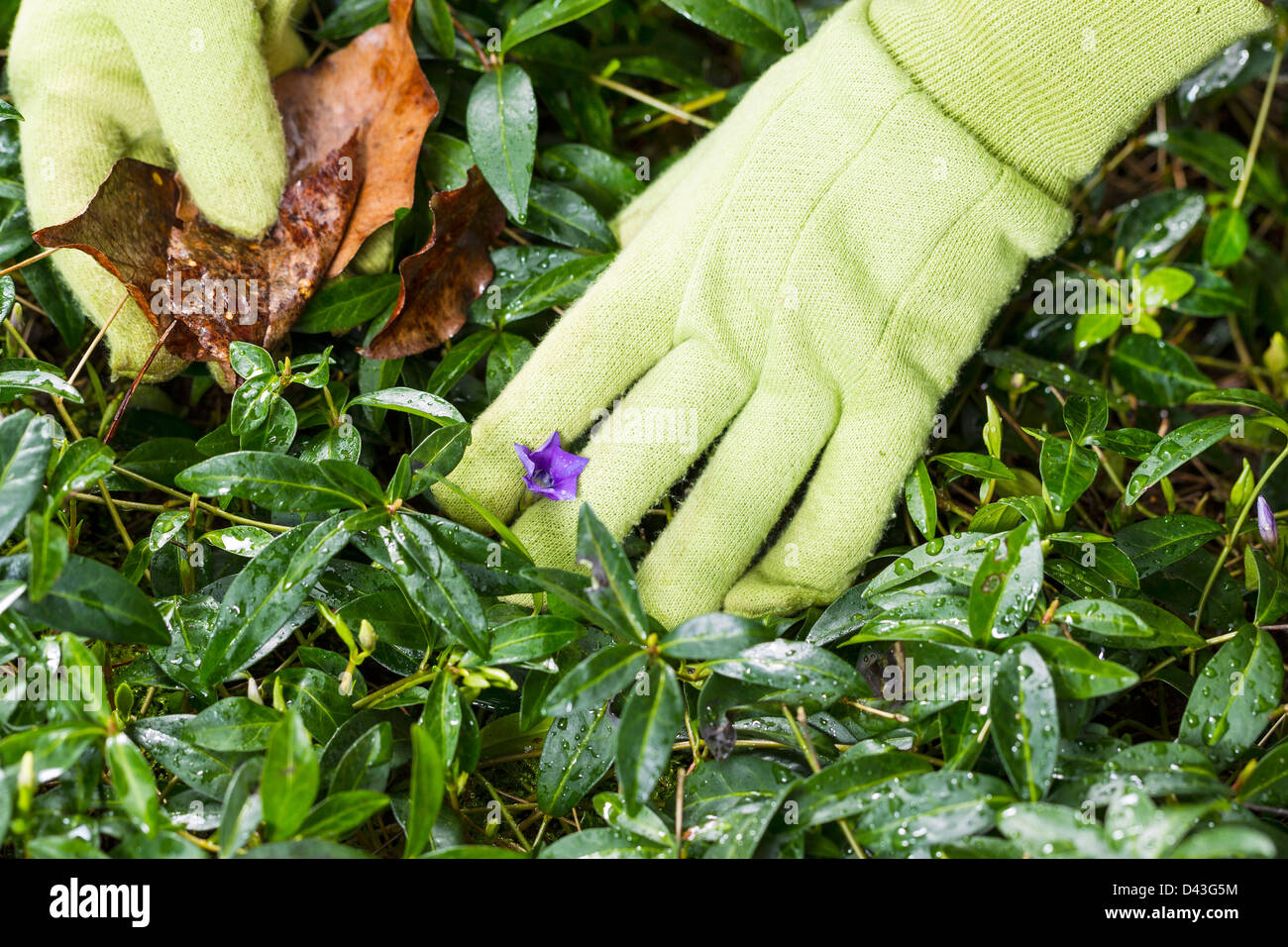 Horizontal photo of gloved hands cleaning flower bed with old leaves in ...
