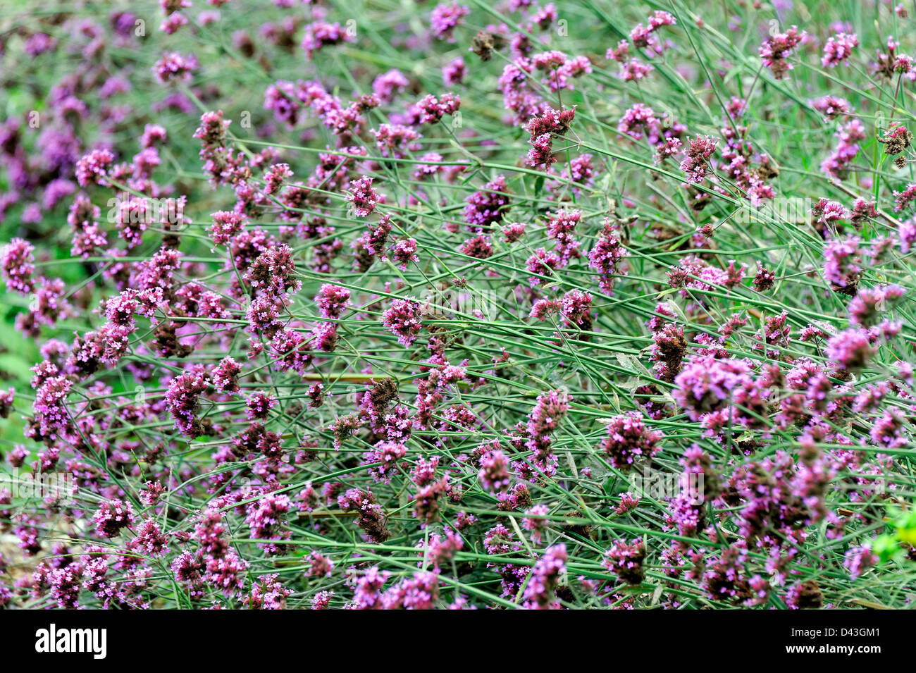 Verbena lavender hi-res stock photography and images - Alamy