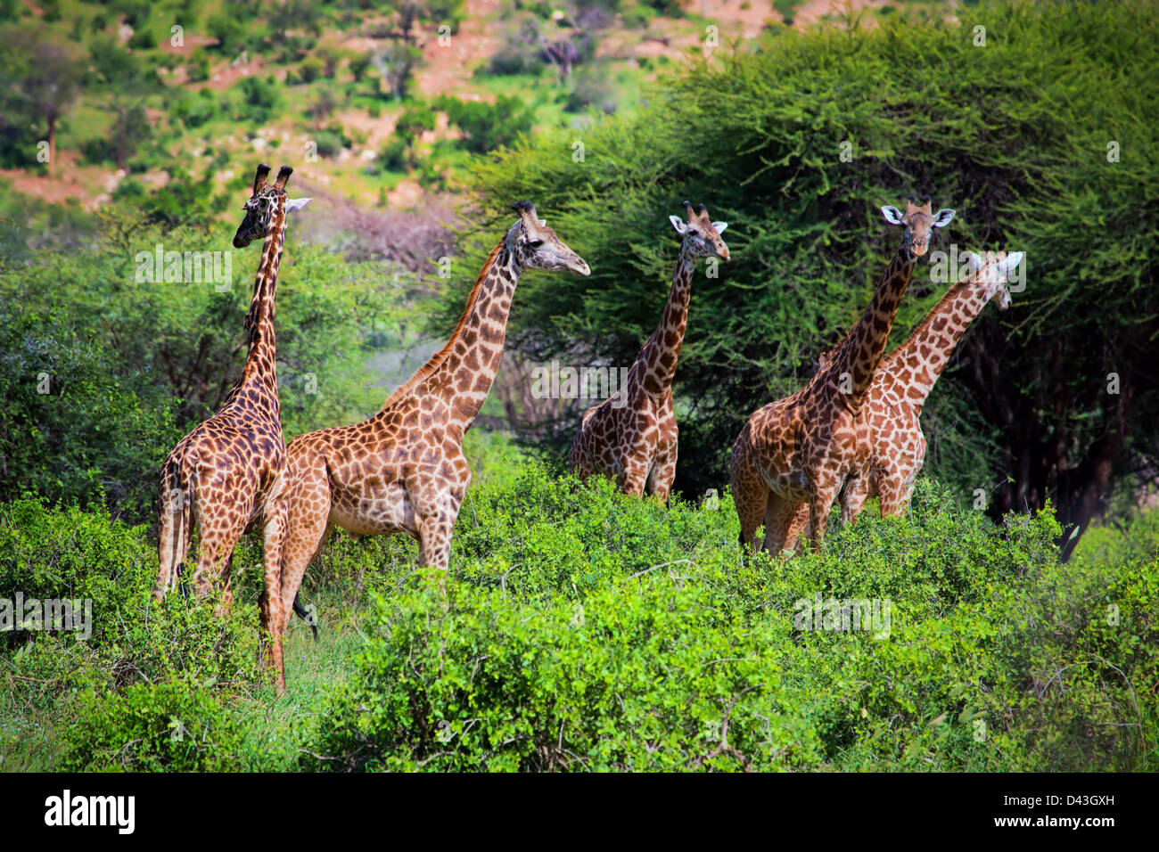 Group of giraffes in the bush in Tsavo West National Park, Kenya ...
