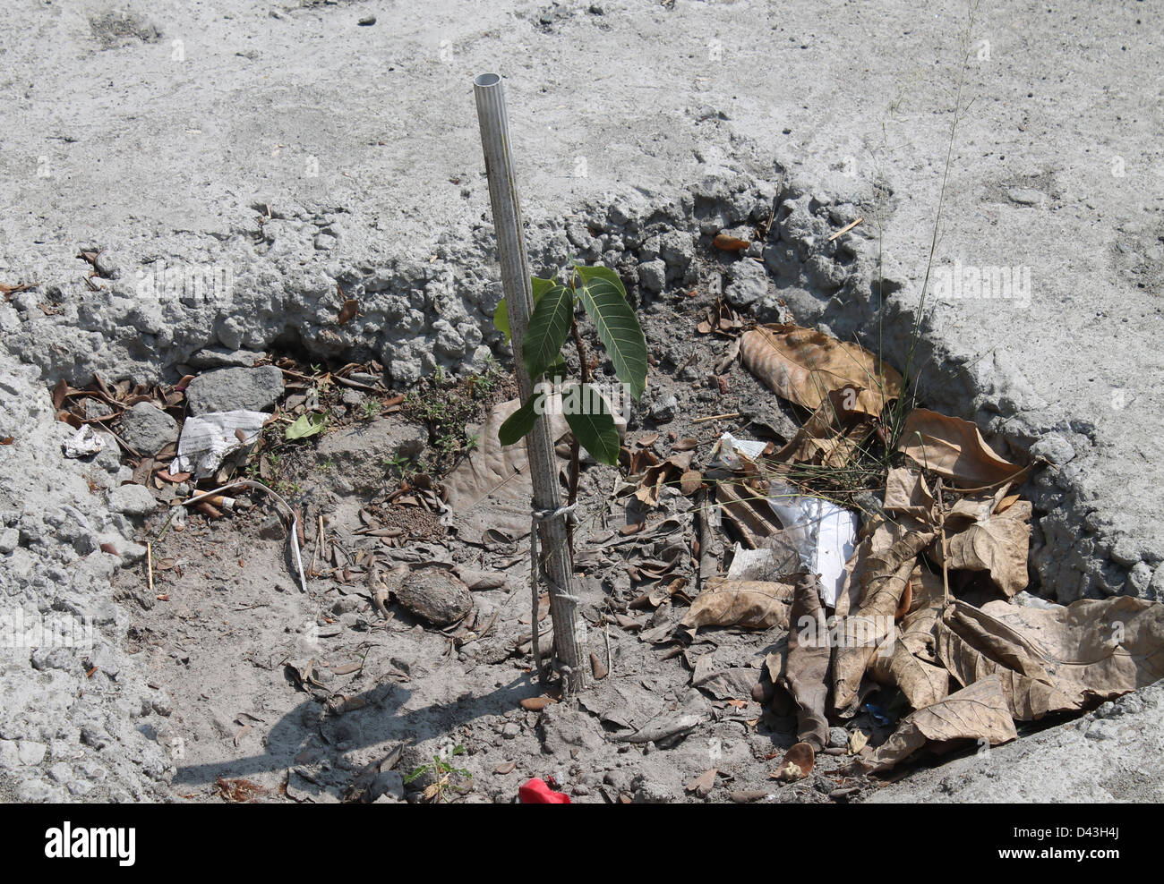 A small plant planted on the roadside Stock Photo - Alamy