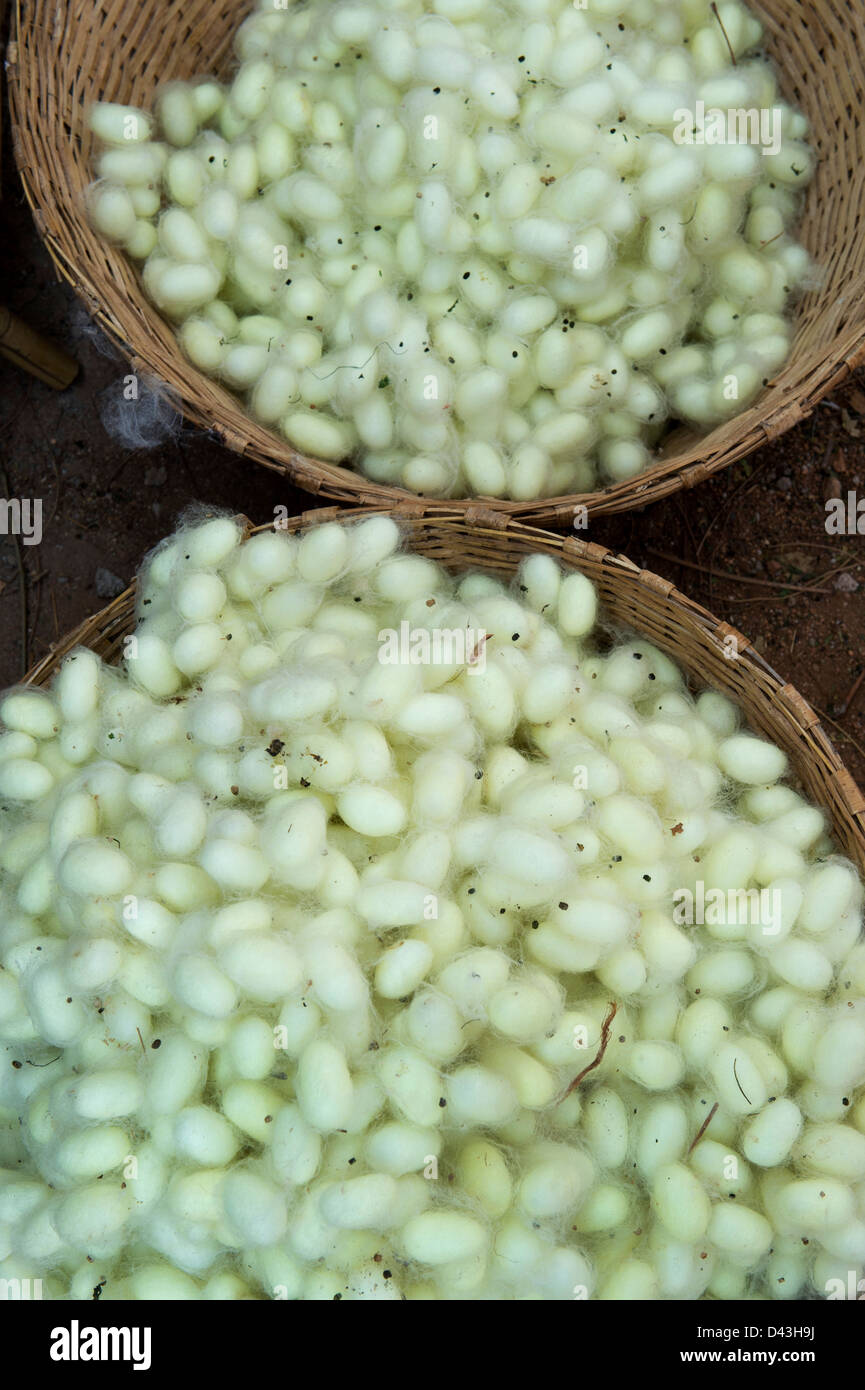 Silkworm cocoons in a basket. India Stock Photo - Alamy