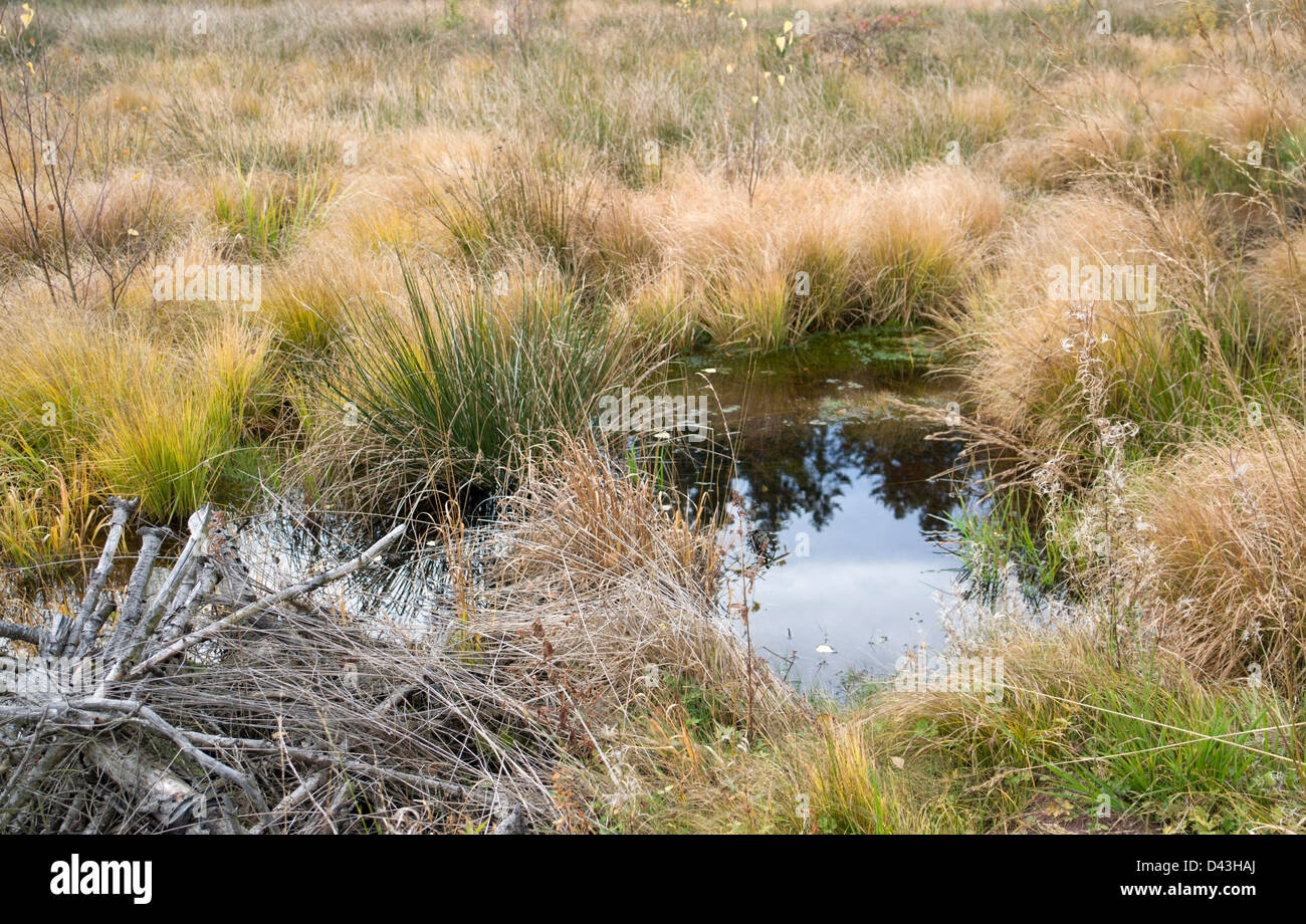 detail of a swamp in Southern Germany at autumn time Stock Photo - Alamy