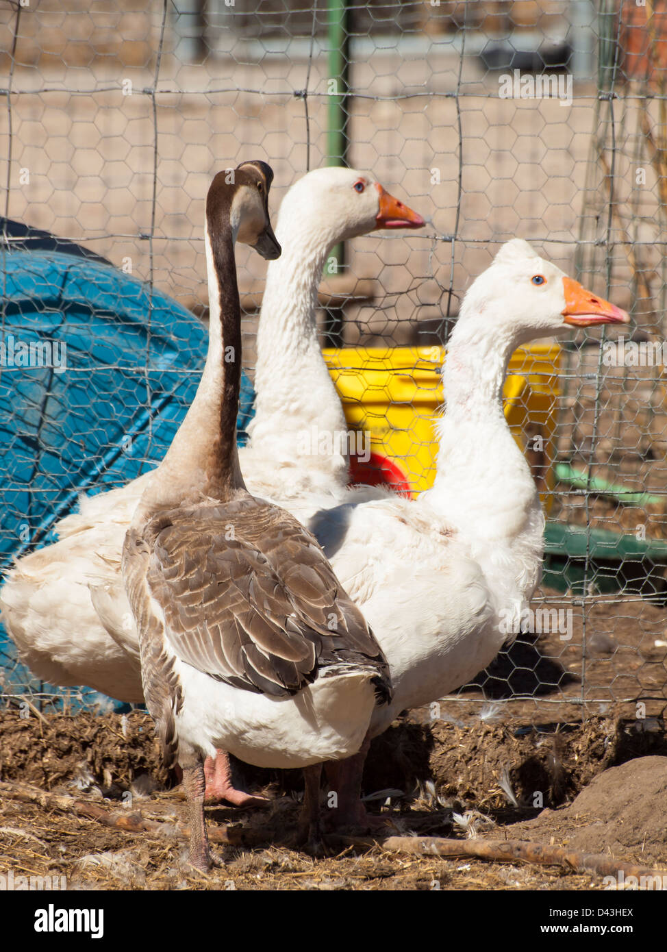 Flock of white geese on a small farm in Colorado Stock Photo - Alamy