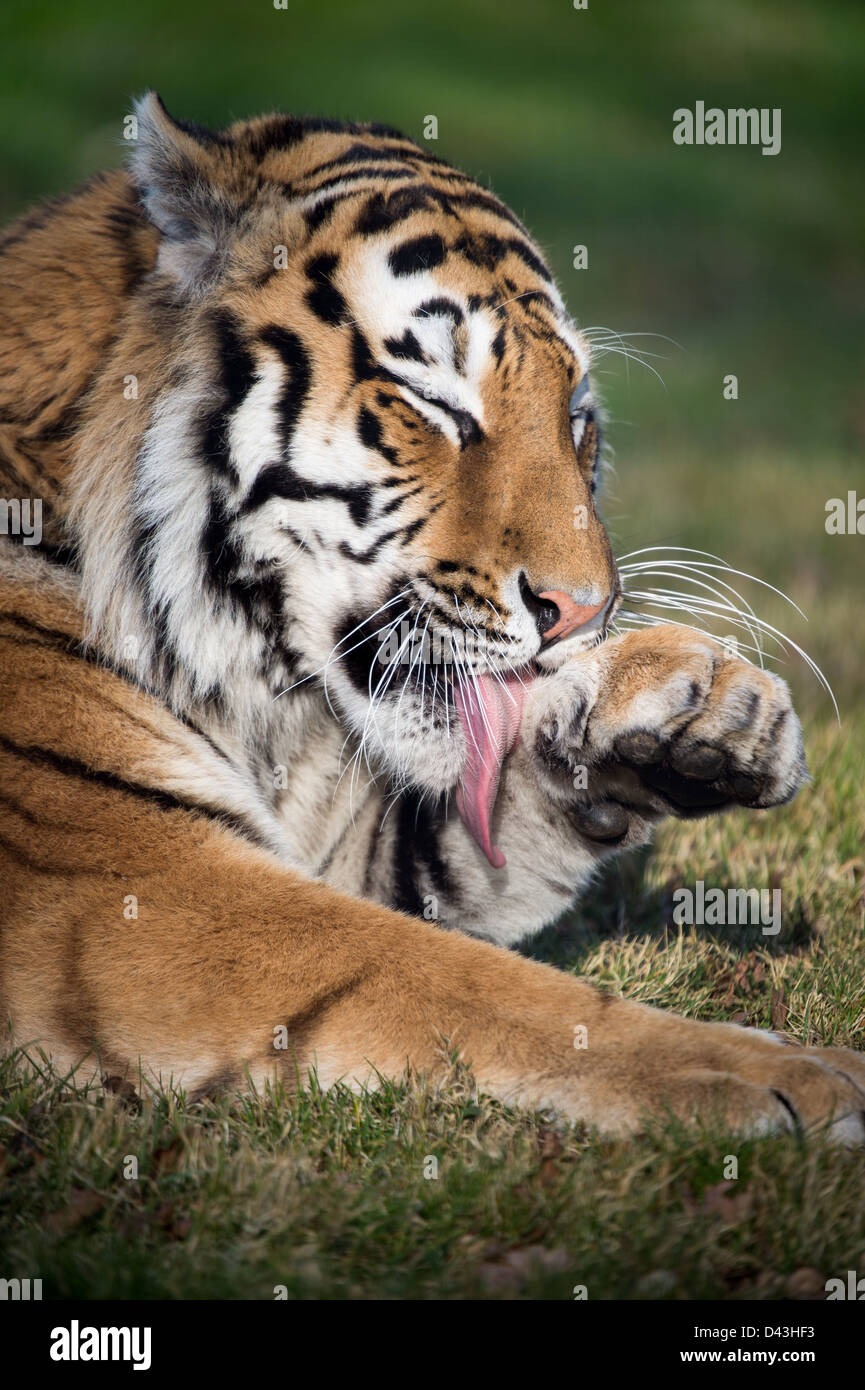 Tiger paw hi-res stock photography and images - Alamy
