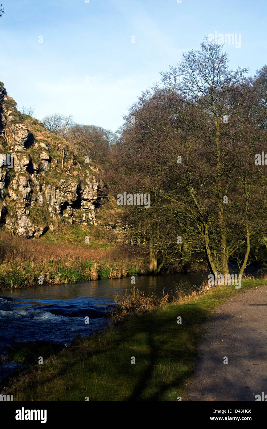 Ash tree growing beside river hi-res stock photography and images - Alamy