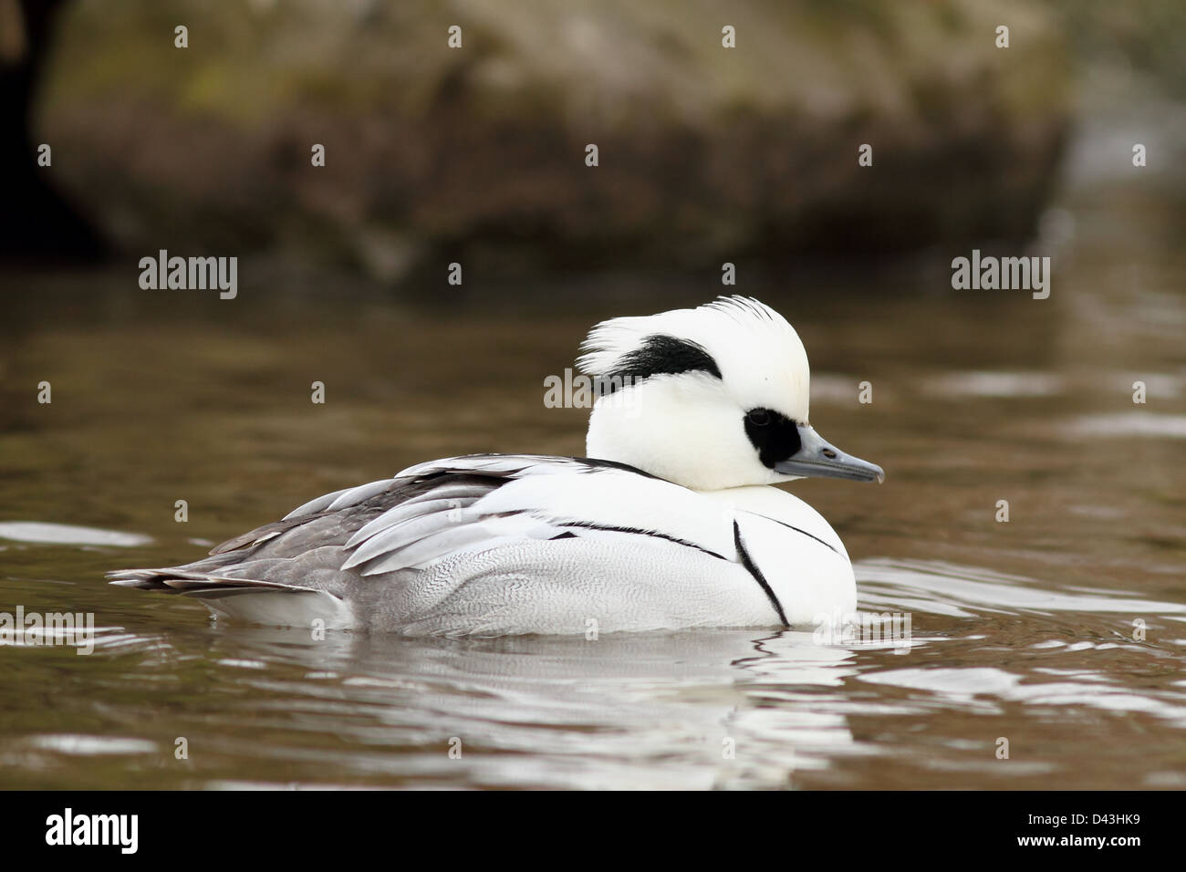 Smew Stock Photo - Alamy