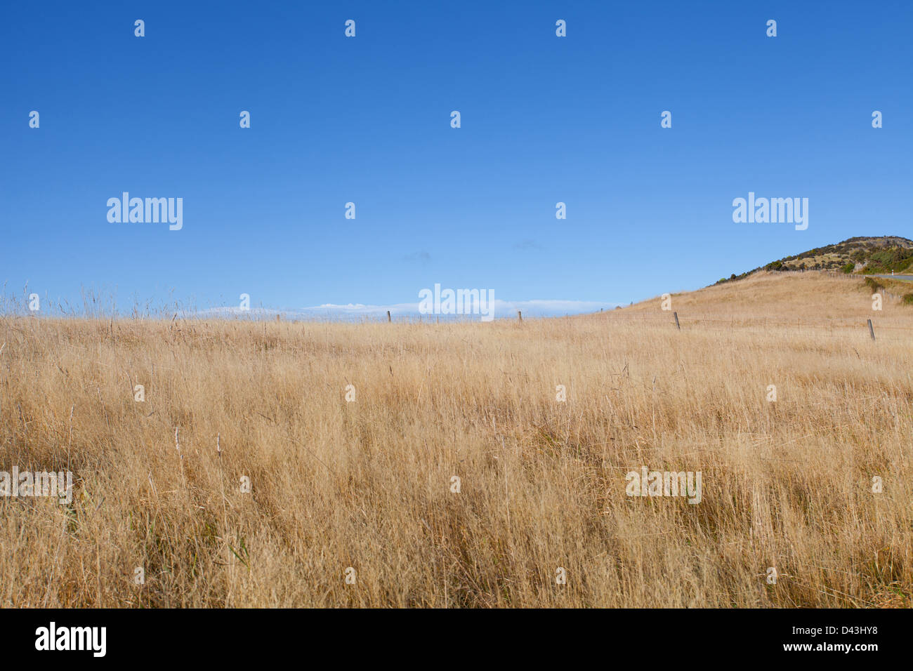 Beautiful dried grass field and blue sky in Akaroa South island New ...
