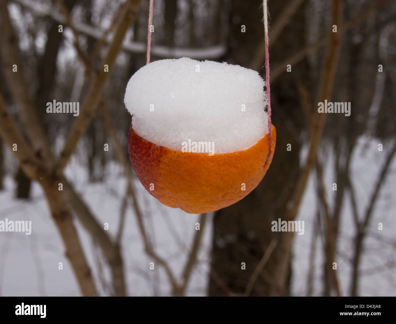 Bird feeder fruit hi-res stock photography and images - Alamy