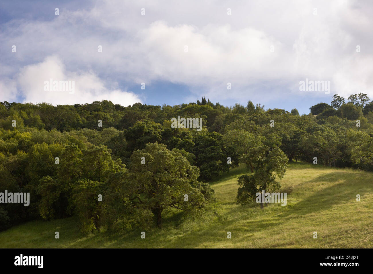 Oak woodland in Sonoma County, California, USA Stock Photo - Alamy