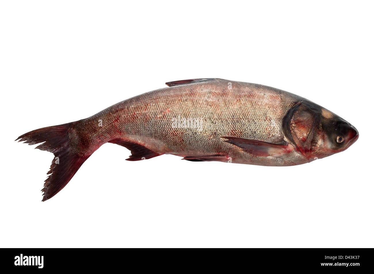 Fish carp isolated on white background Stock Photo - Alamy