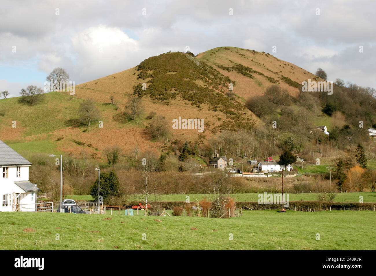 Yew Tree Bank Hergest Ridge Offa;'s Dyke Path Gladestry Powys Wales UK ...