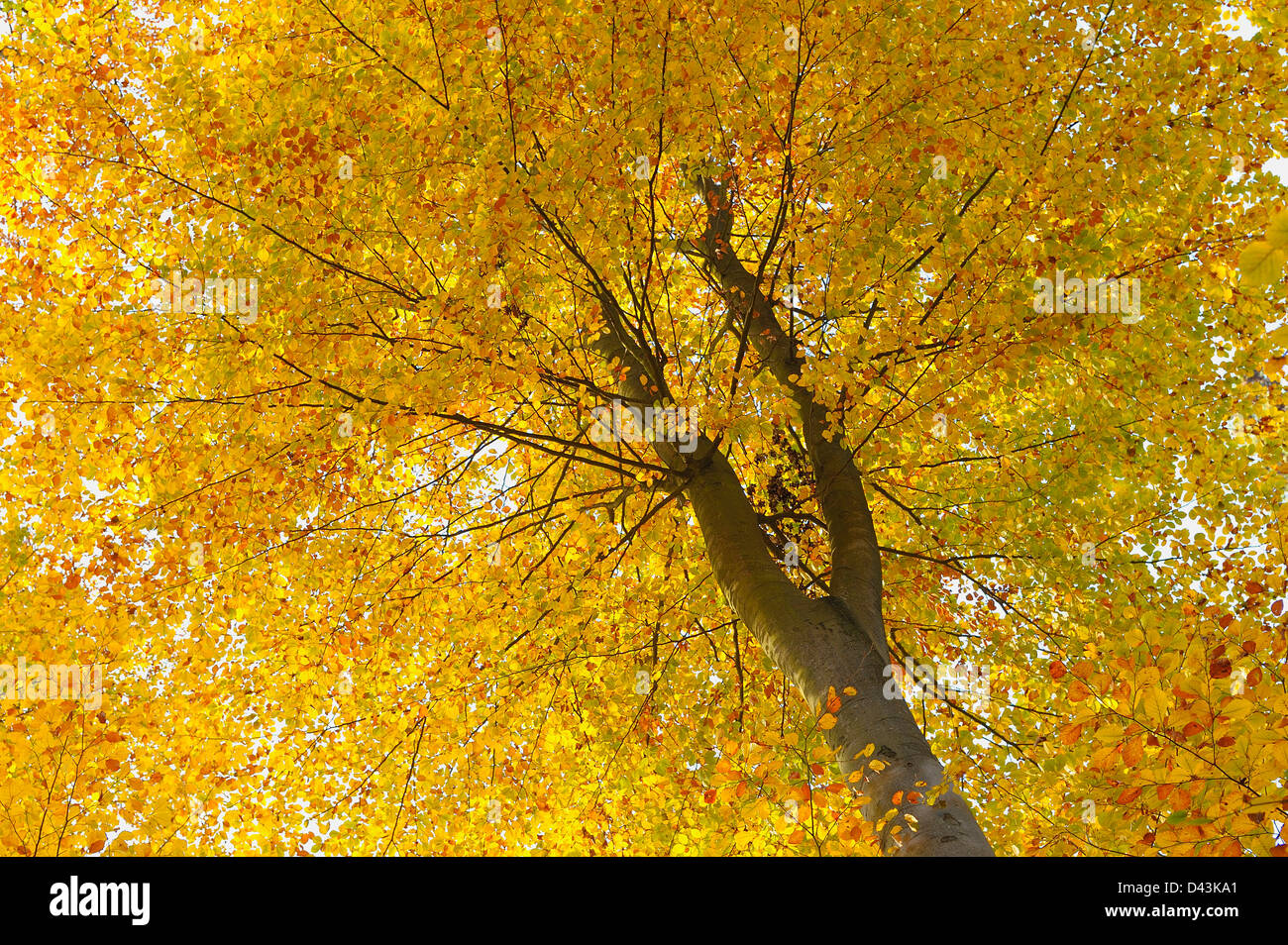 Autumn tree from underneath hi-res stock photography and images - Alamy