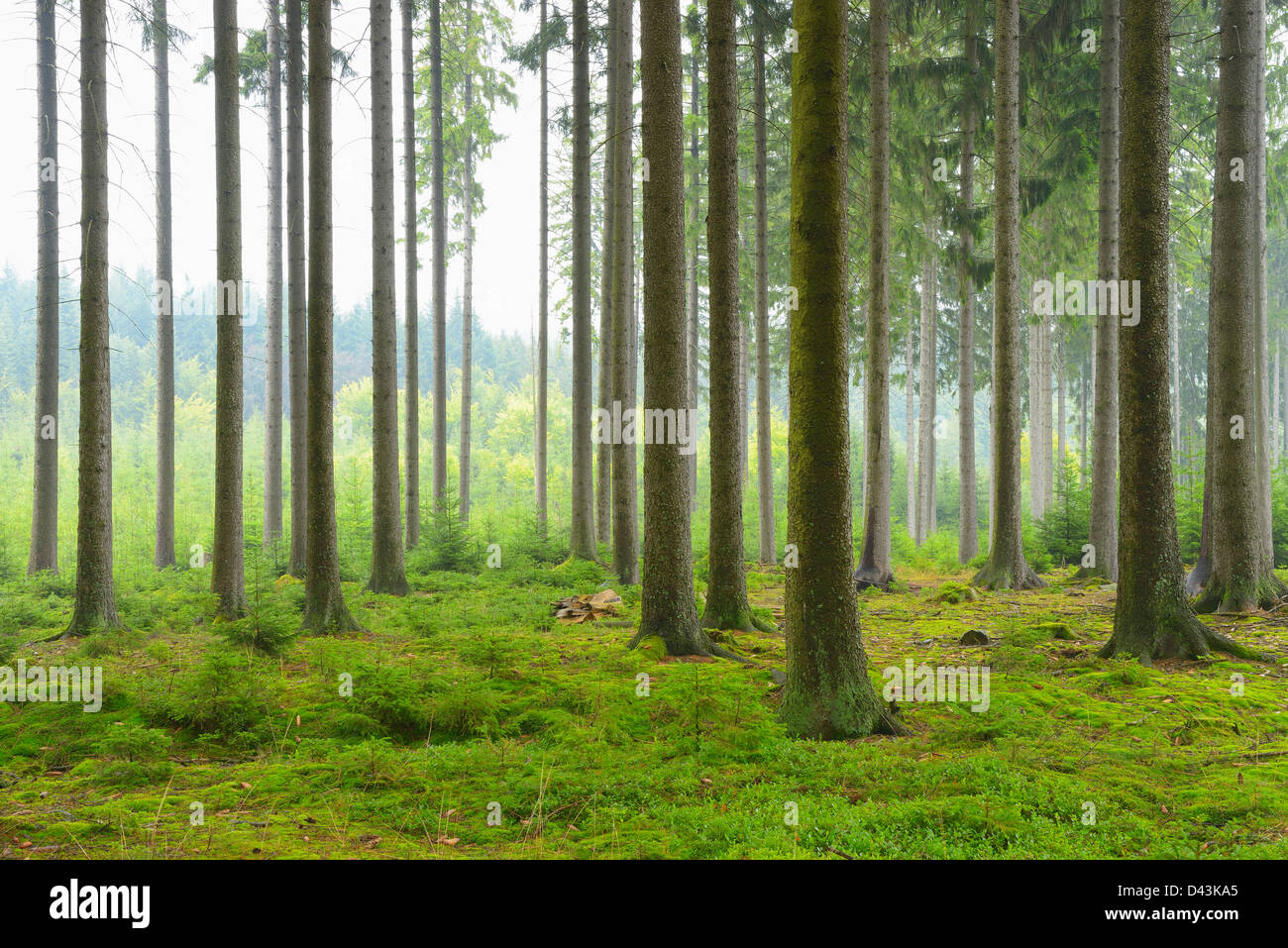 Spruce Forest, Odenwald, Hesse, Germany Stock Photo - Alamy