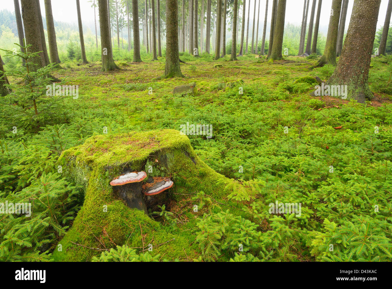 Tree Stump in Spruce Forest, Odenwald, Hesse, Germany Stock Photo - Alamy