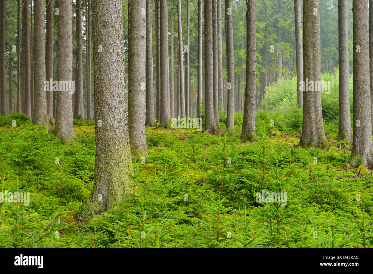 Odenwald High Resolution Stock Photography and Images - Alamy