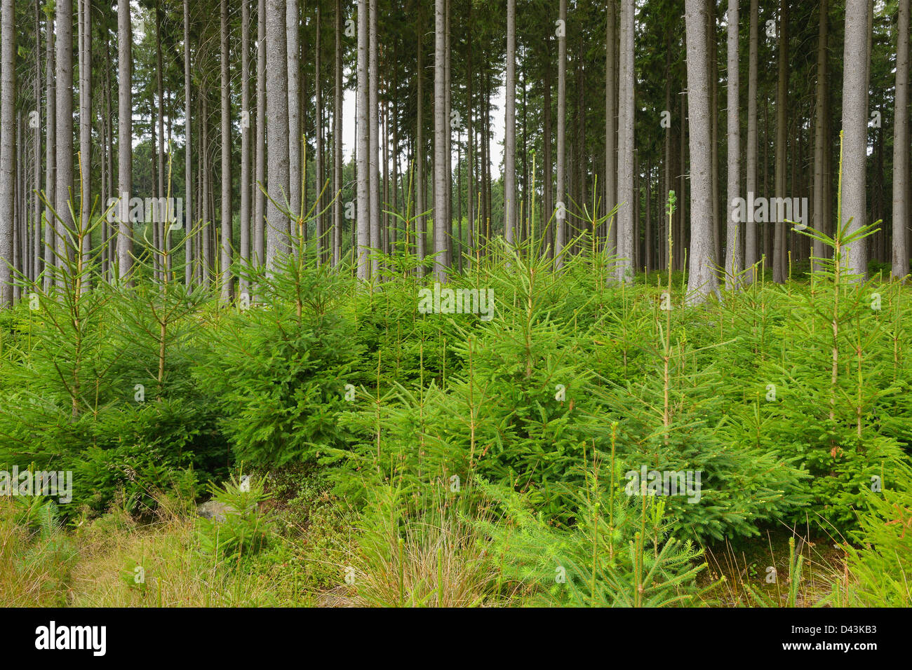 Spruce Forest, Odenwald, Hesse, Germany Stock Photo - Alamy