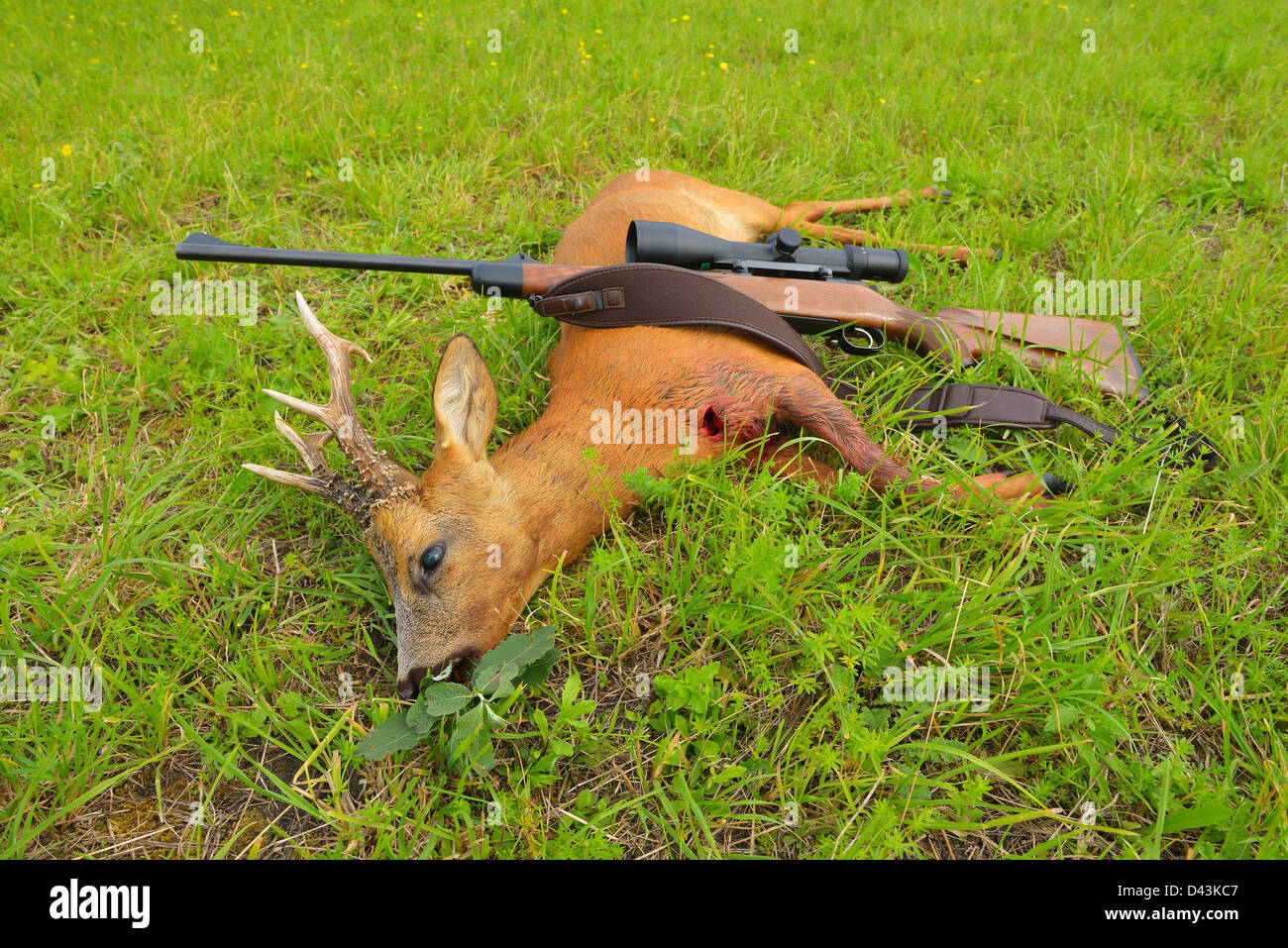 European Roebuck with Rifle, Hesse, Germany Stock Photo - Alamy
