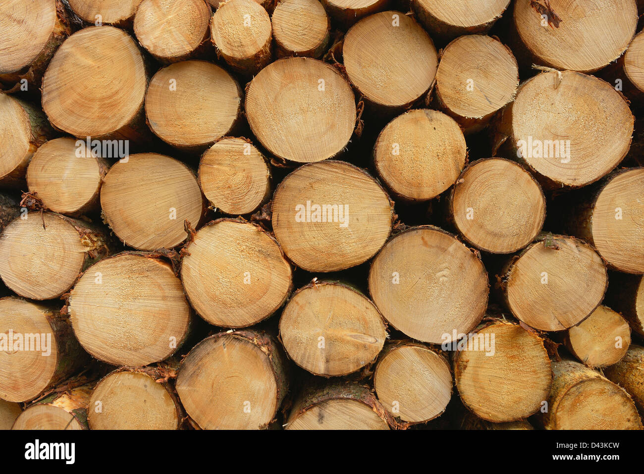 Stack of Spruce Logs, Odenwald, Hesse, Germany Stock Photo - Alamy