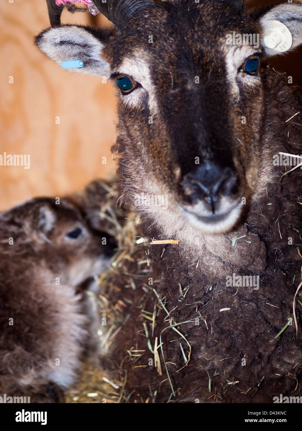 The Soay sheep is a primitive breed of domestic sheep descended from a ...