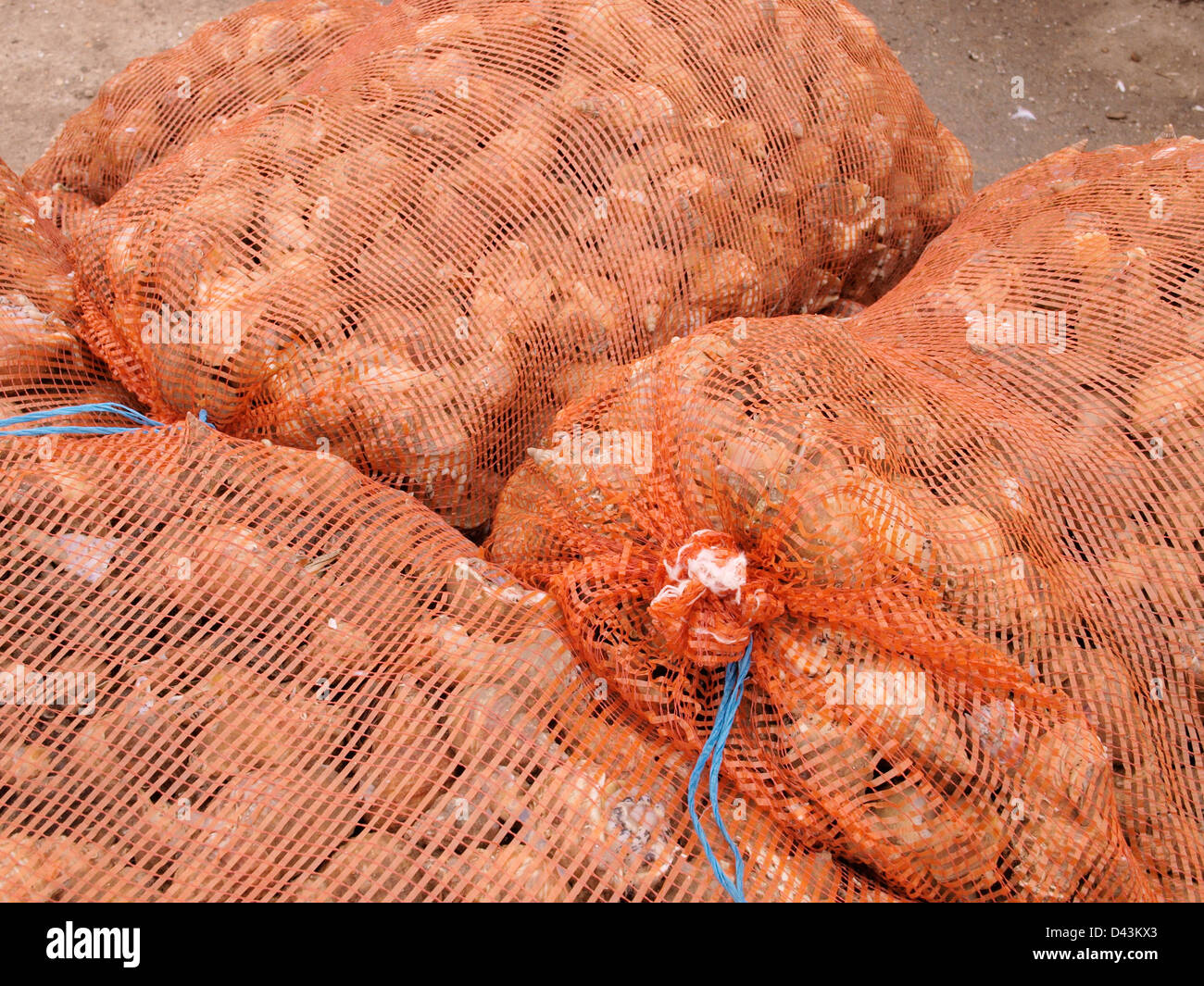 Shell fish industry hi-res stock photography and images - Alamy