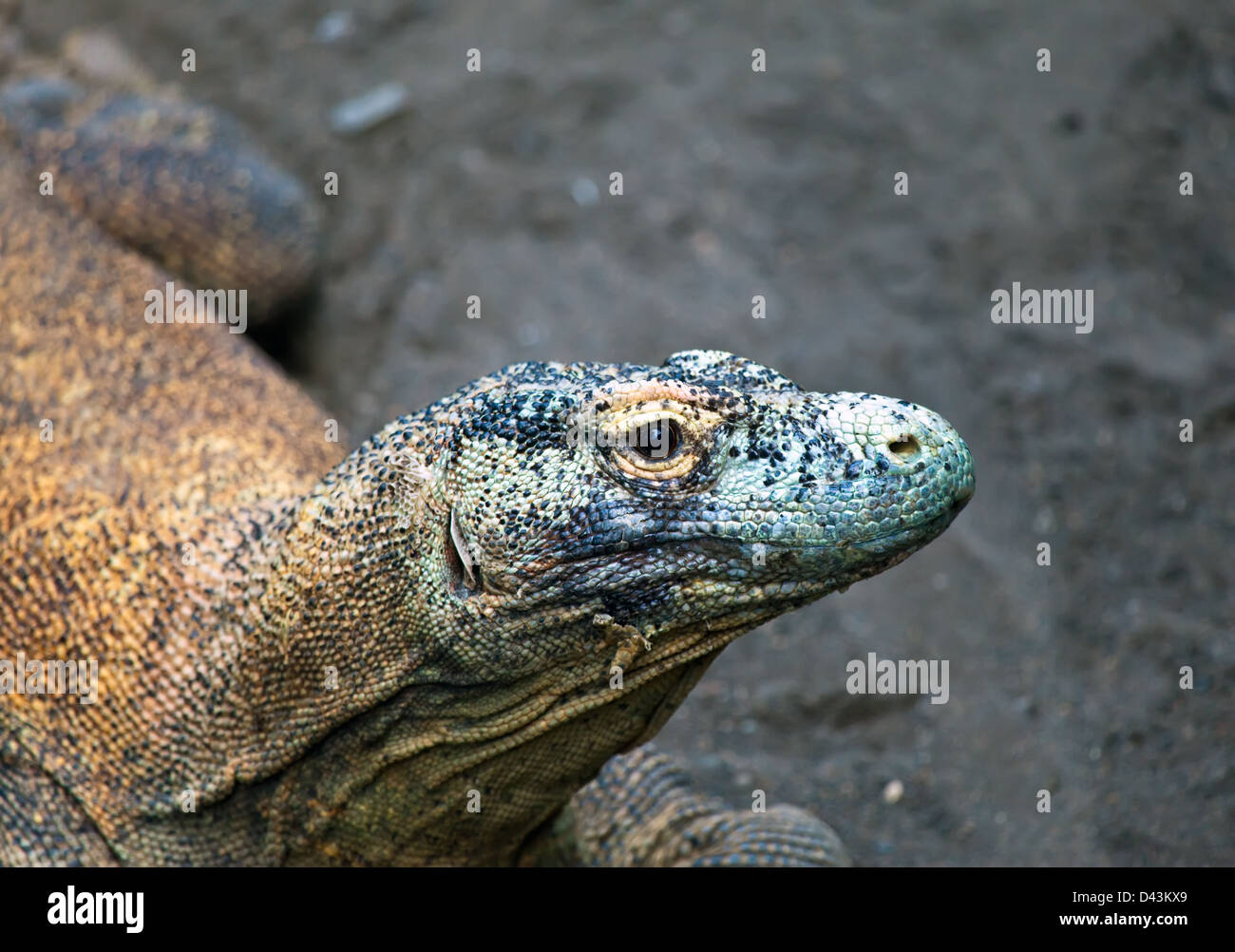 Huge monitor lizard on grey sand Stock Photo - Alamy