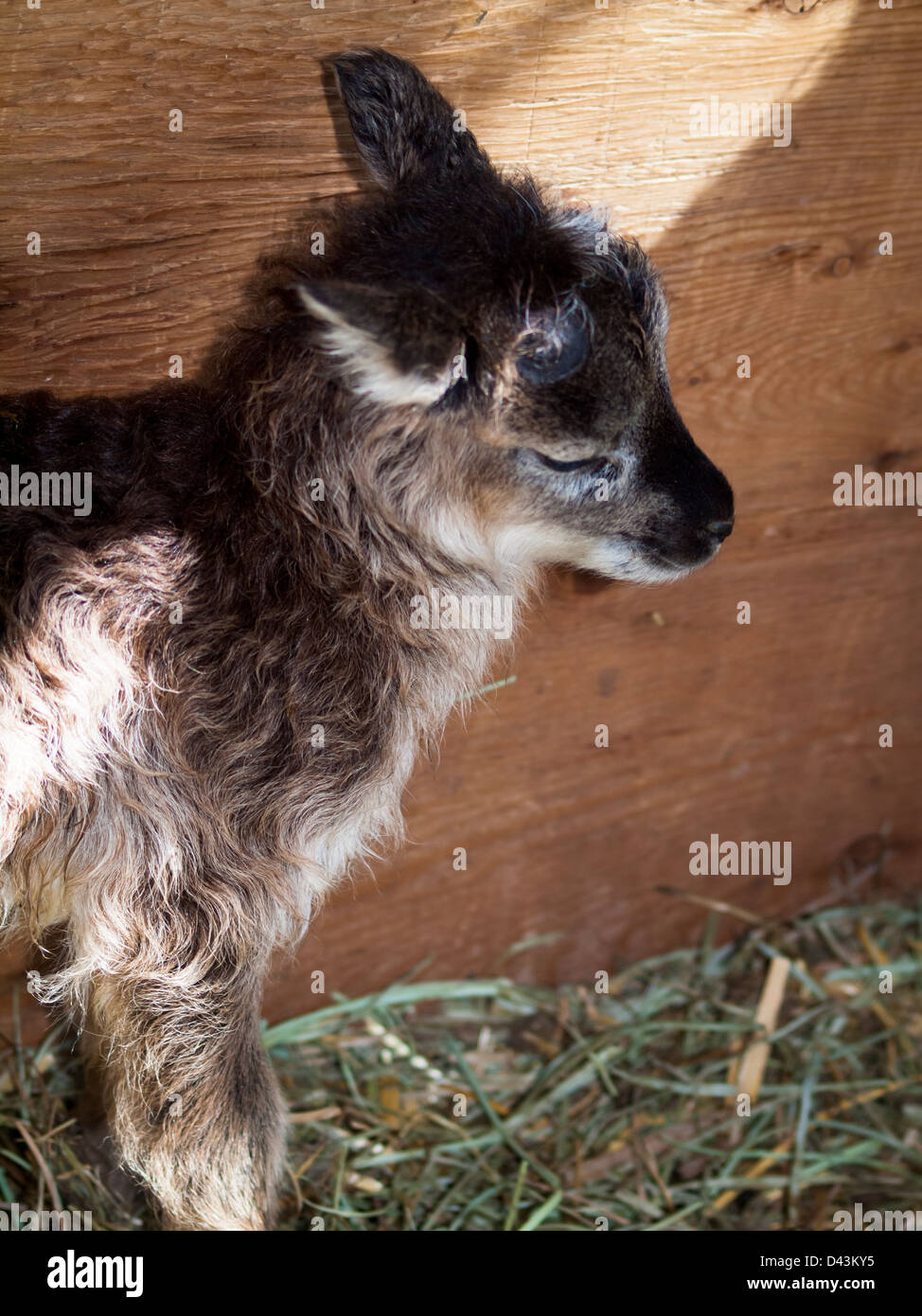 The Soay sheep is a primitive breed of domestic sheep descended from a ...