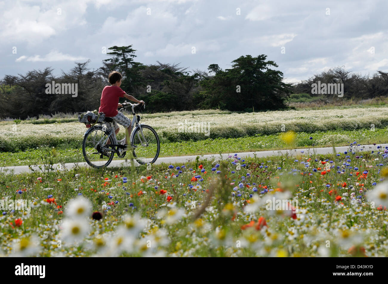 Boy Riding Bicycle, Ile de Re, France Stock Photo - Alamy