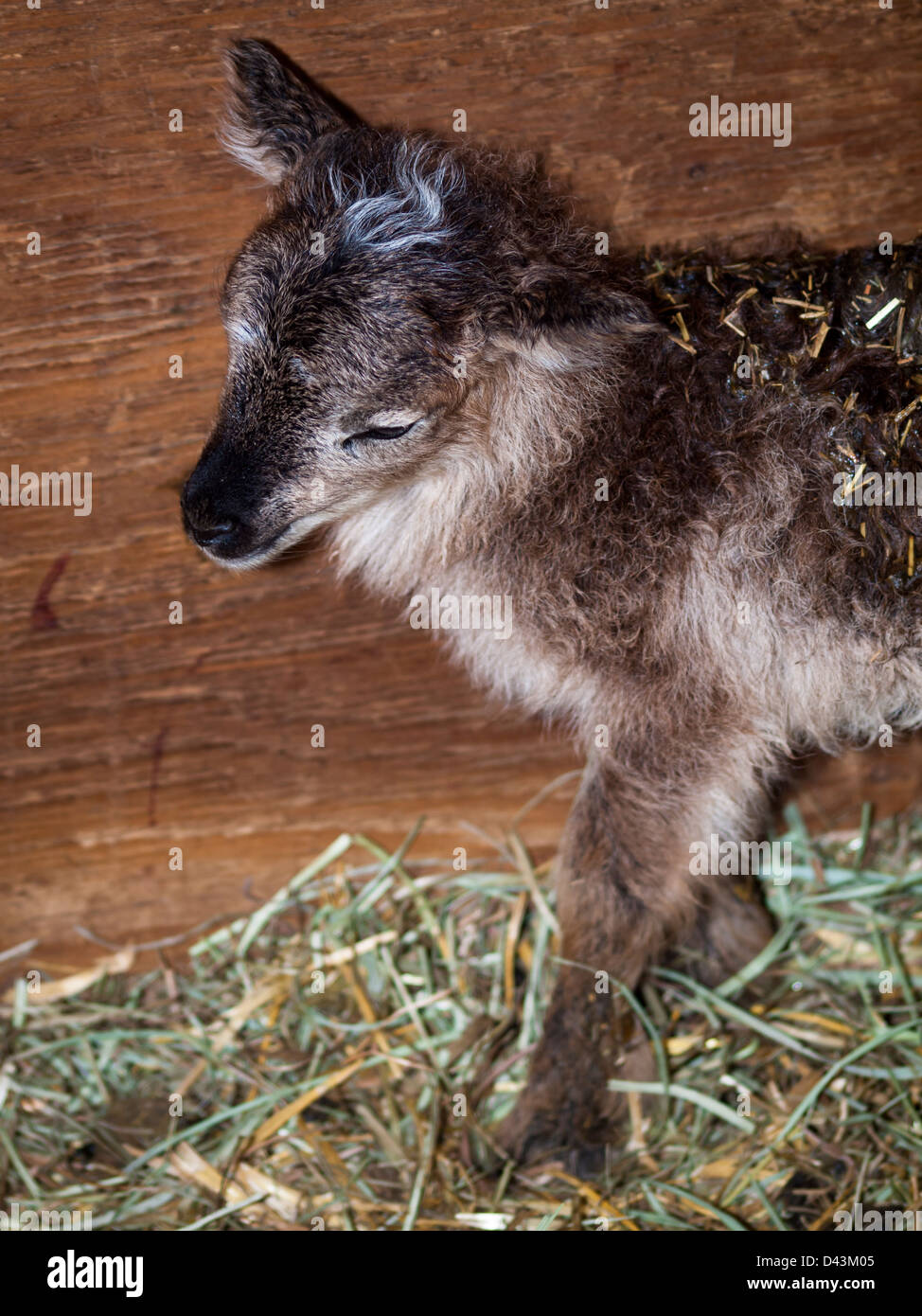 The Soay sheep is a primitive breed of domestic sheep descended from a ...