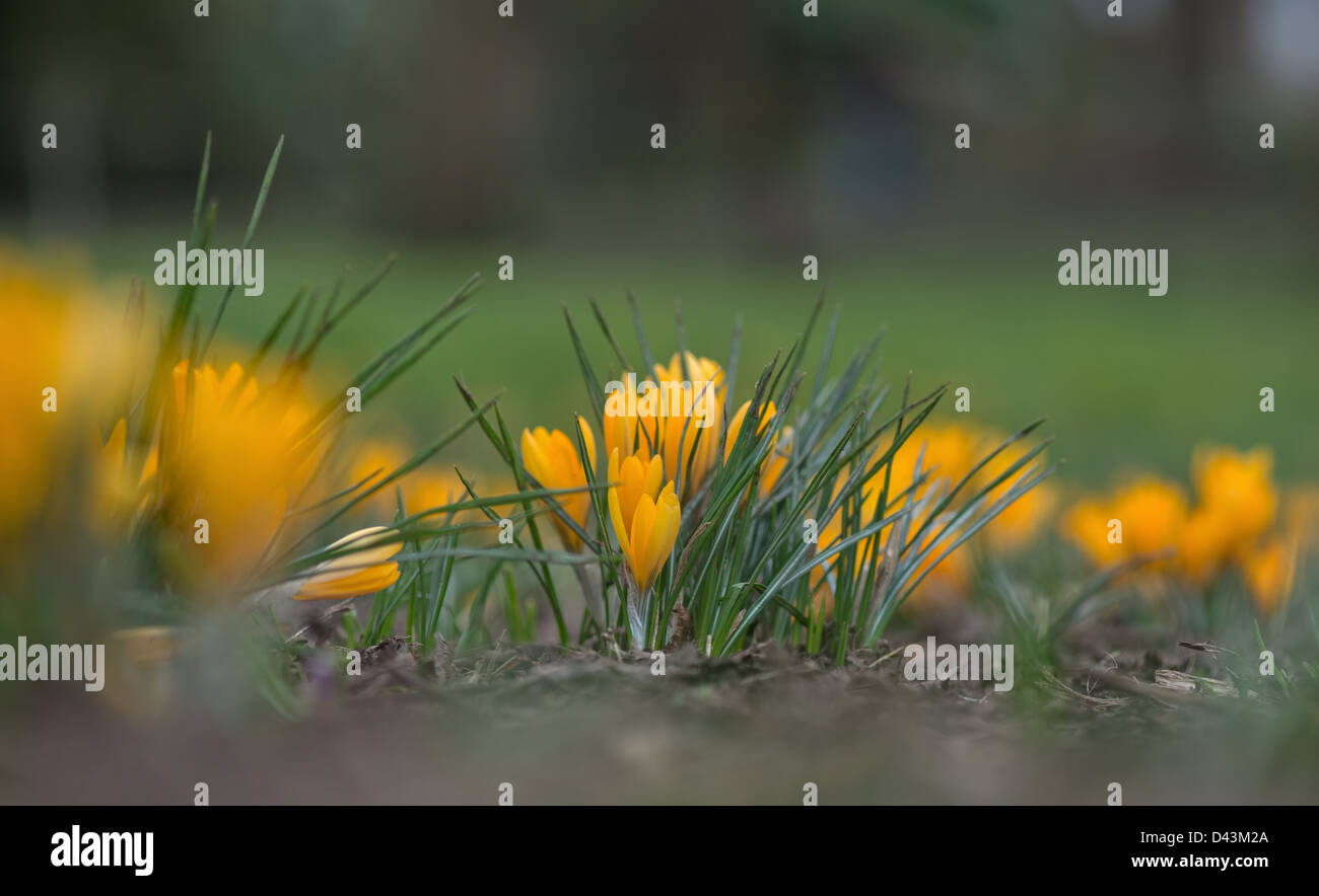 Yellow giant hi-res stock photography and images - Alamy