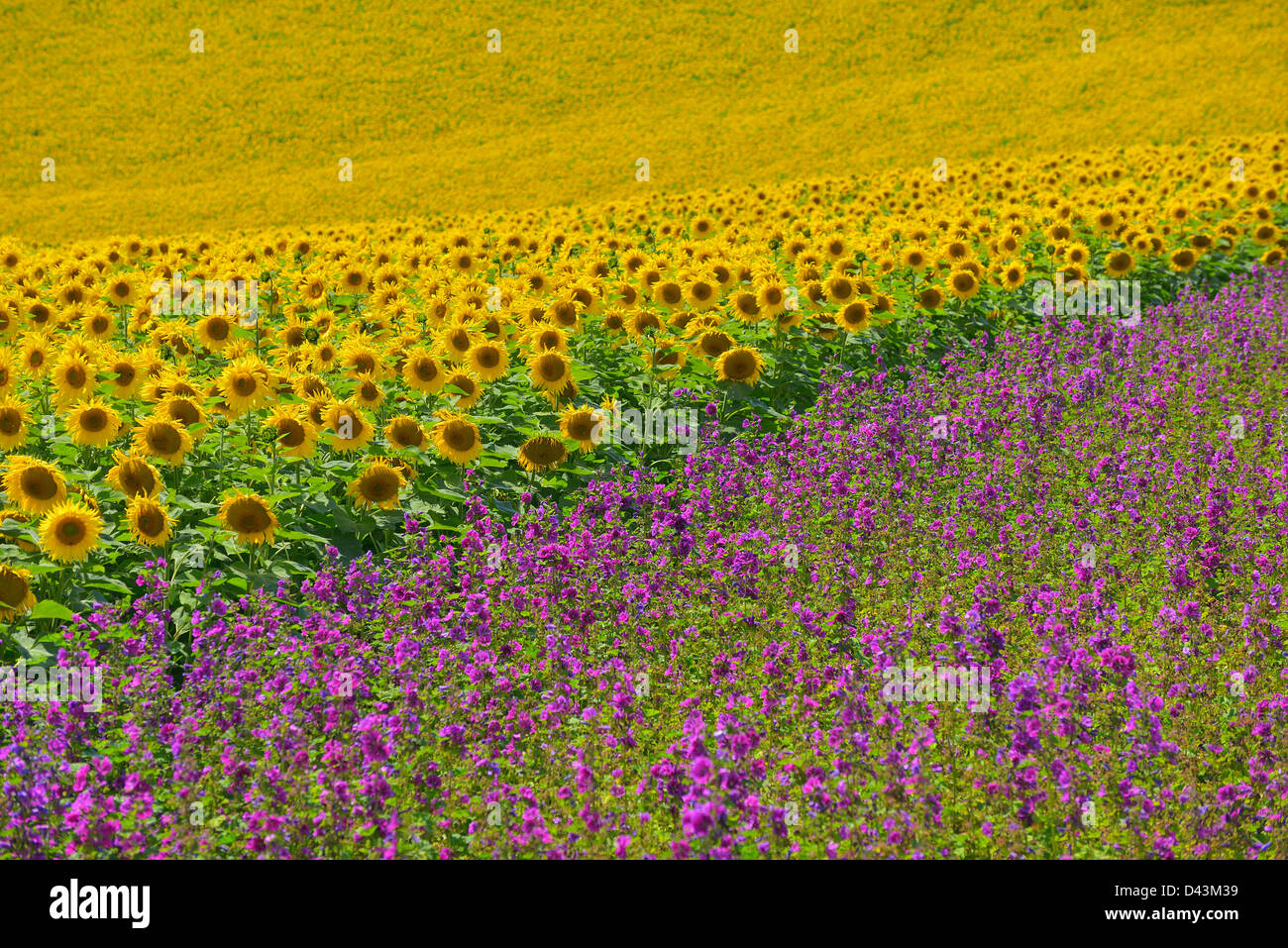 Sunflower and Mallow Field, Arnstein, Main-Spessart, Franconia, Bavaria ...