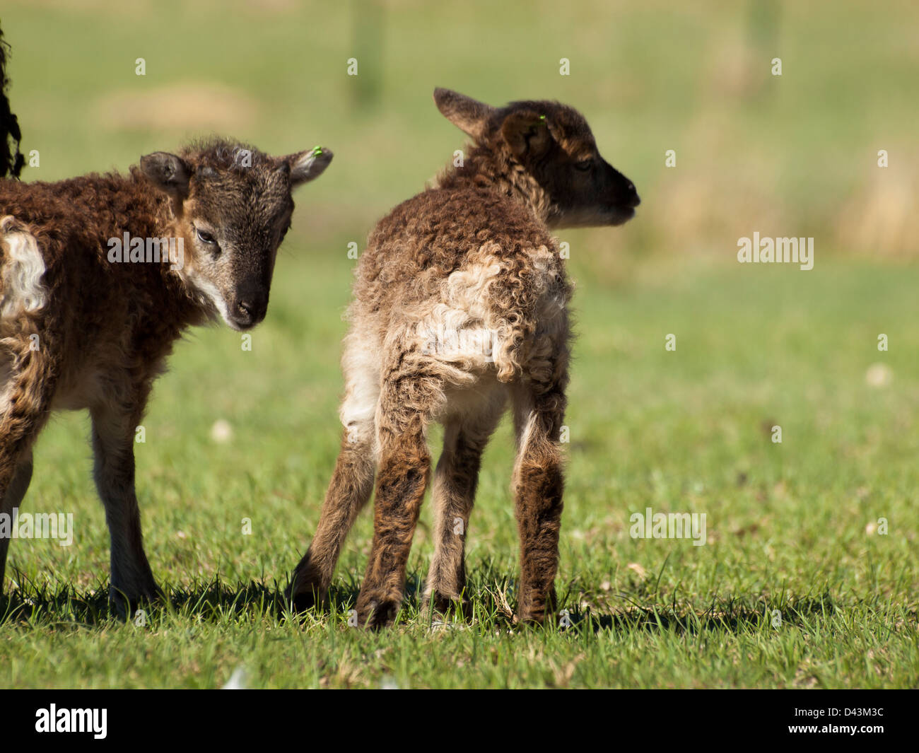 The Soay sheep is a primitive breed of domestic sheep descended from a ...