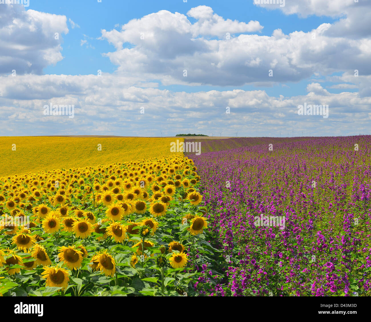 Sunflower and Mallow Field, Arnstein, Main-Spessart, Franconia, Bavaria ...