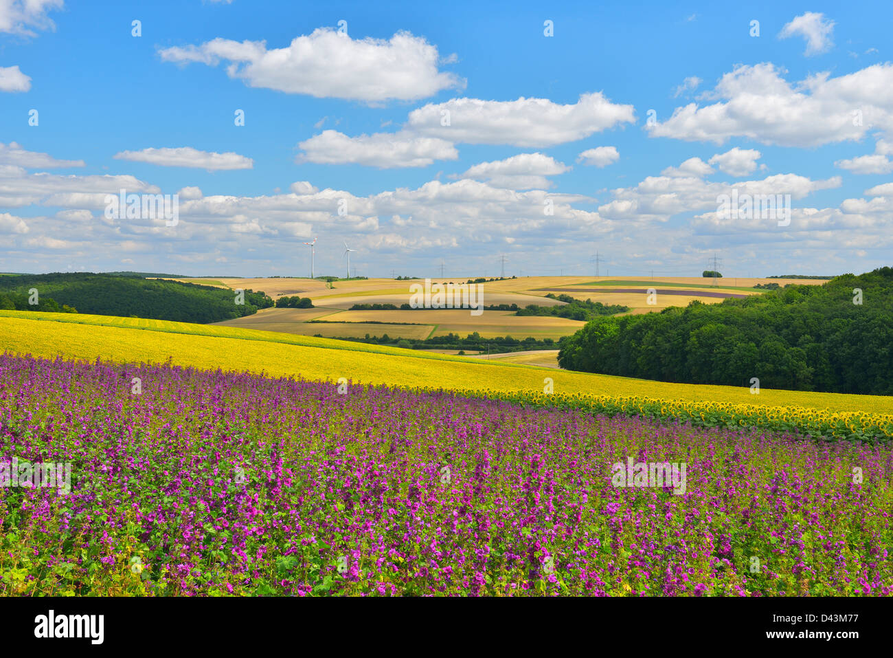 Sunflower and Mallow Field, Arnstein, Main-Spessart, Franconia, Bavaria ...