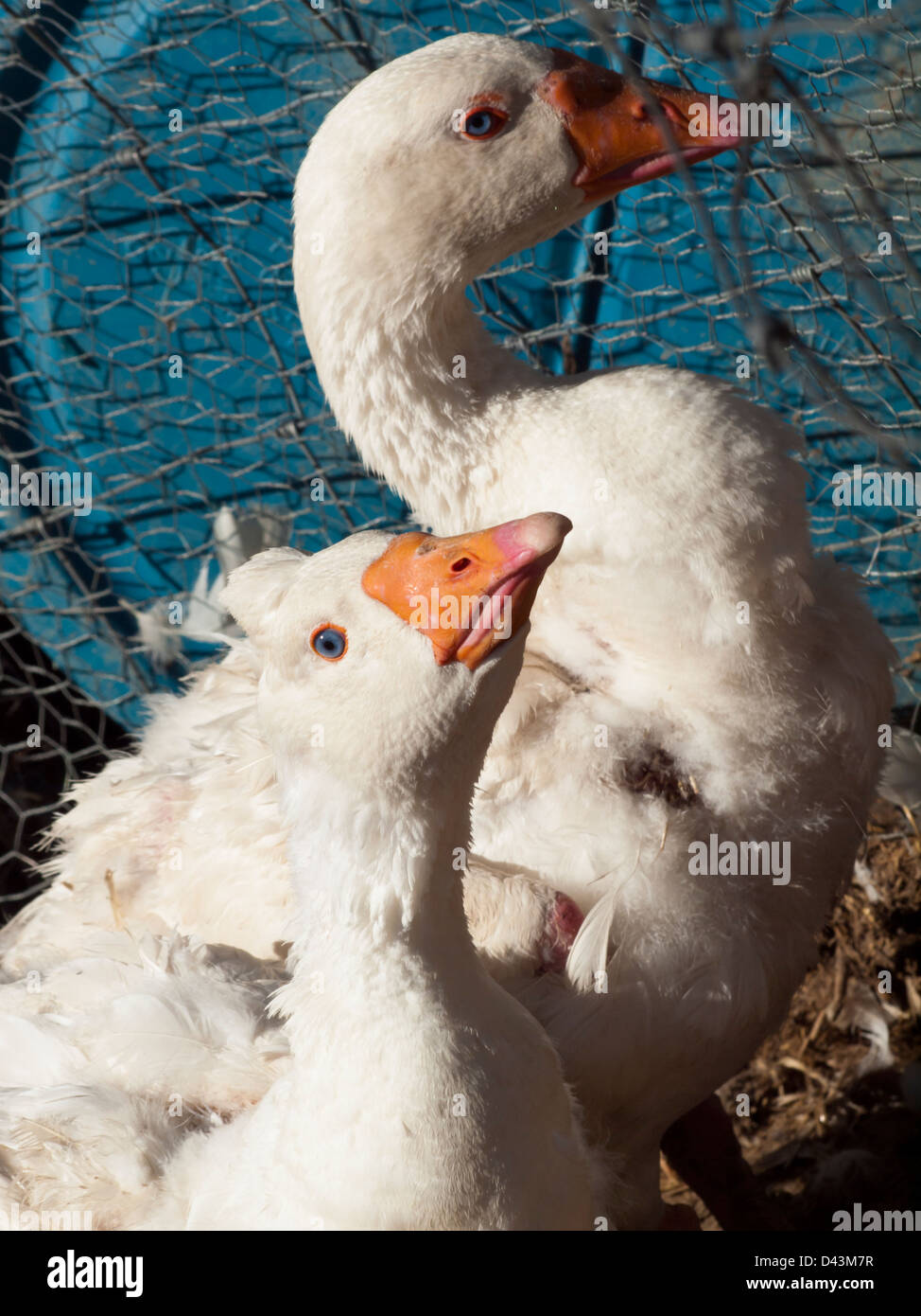 Flock of white geese on a small farm in Colorado Stock Photo - Alamy