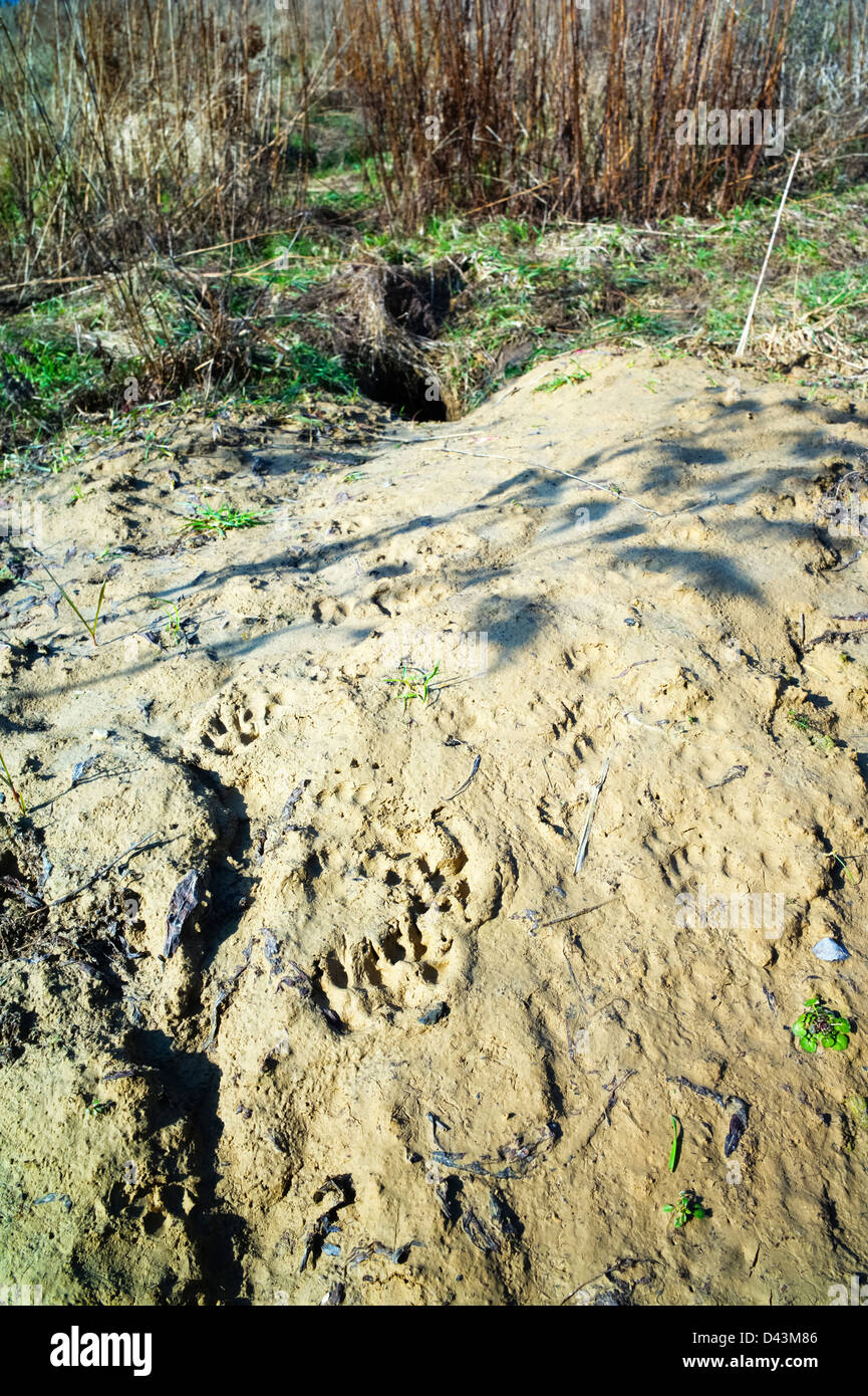Badger paw hi-res stock photography and images - Alamy